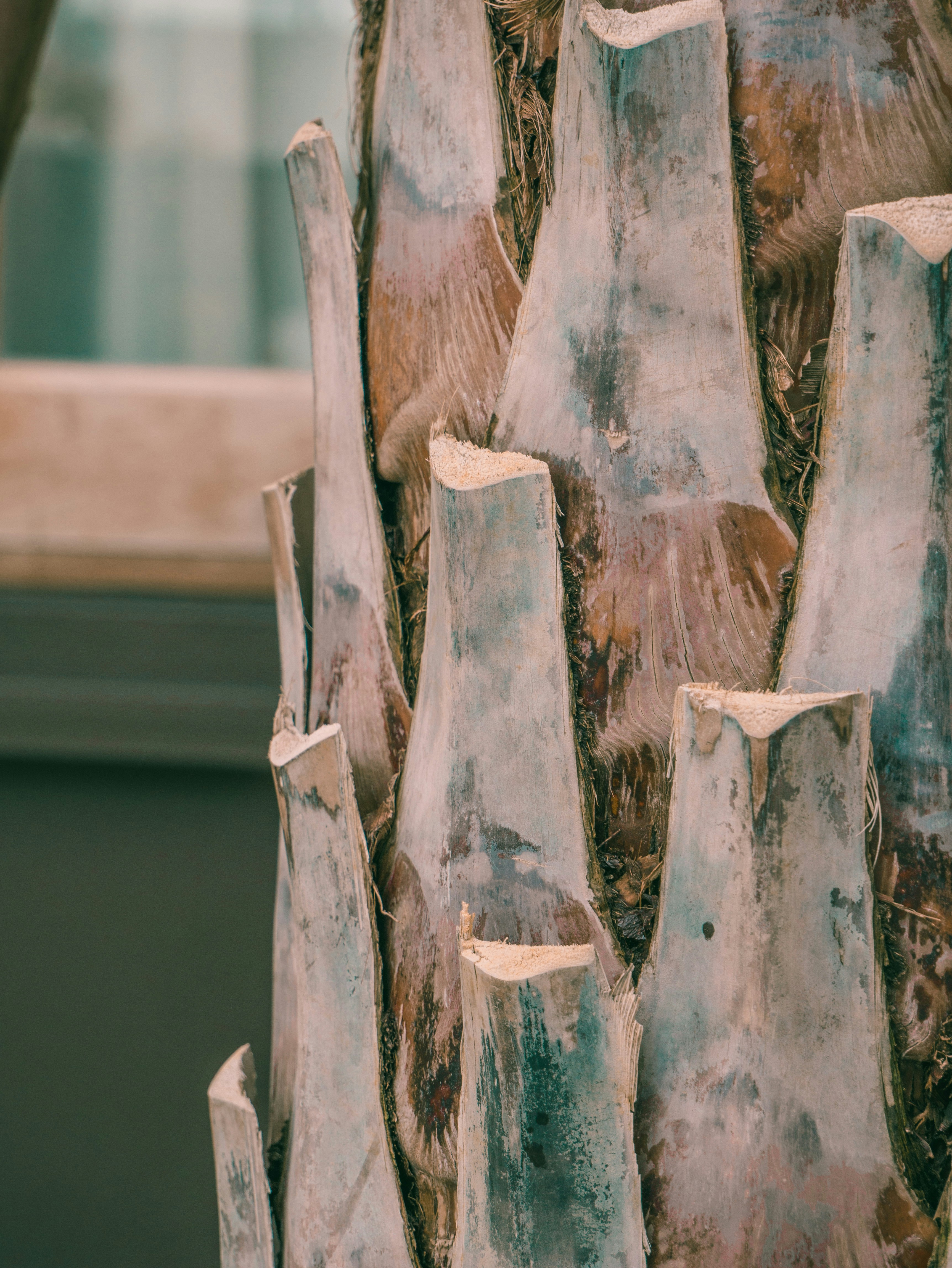 Weathered Palmscape: Jagged Trunk Spires in Morning Light