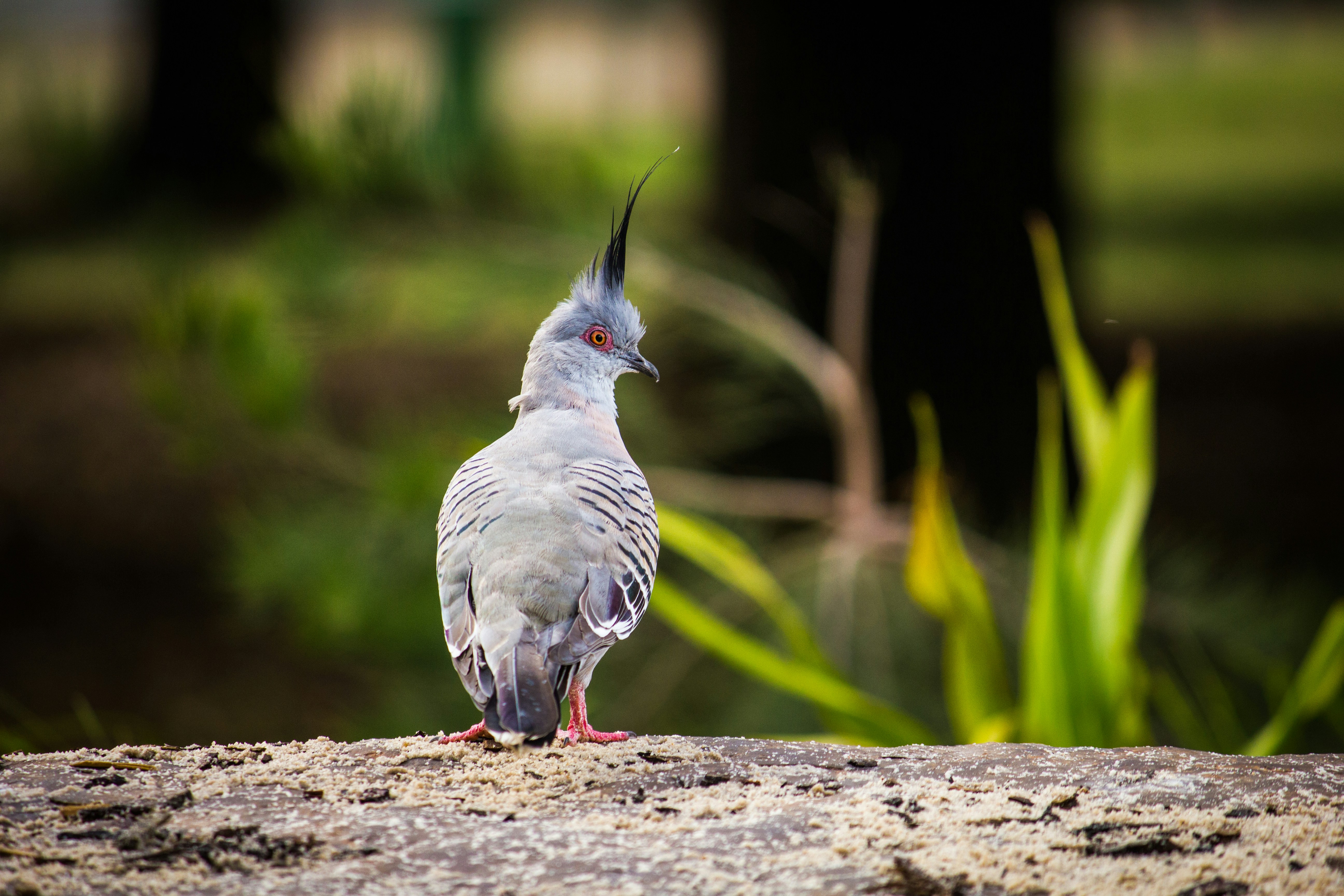 Crested Grey Pigeon Perched on a Weathered Log in a Quiet Park Glade