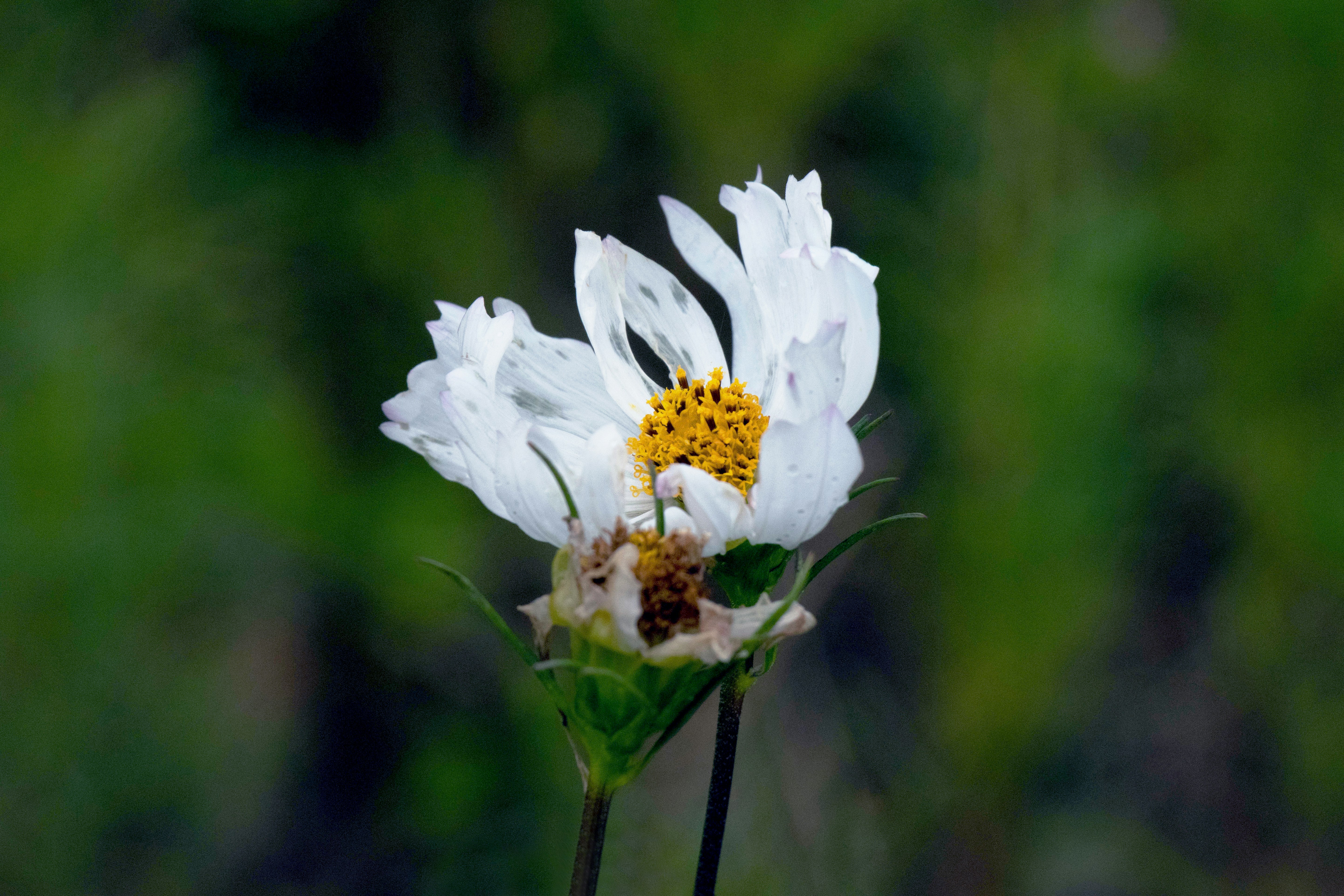 White Wildflower with Golden Center: A Quiet Portrait Against Velvet Green