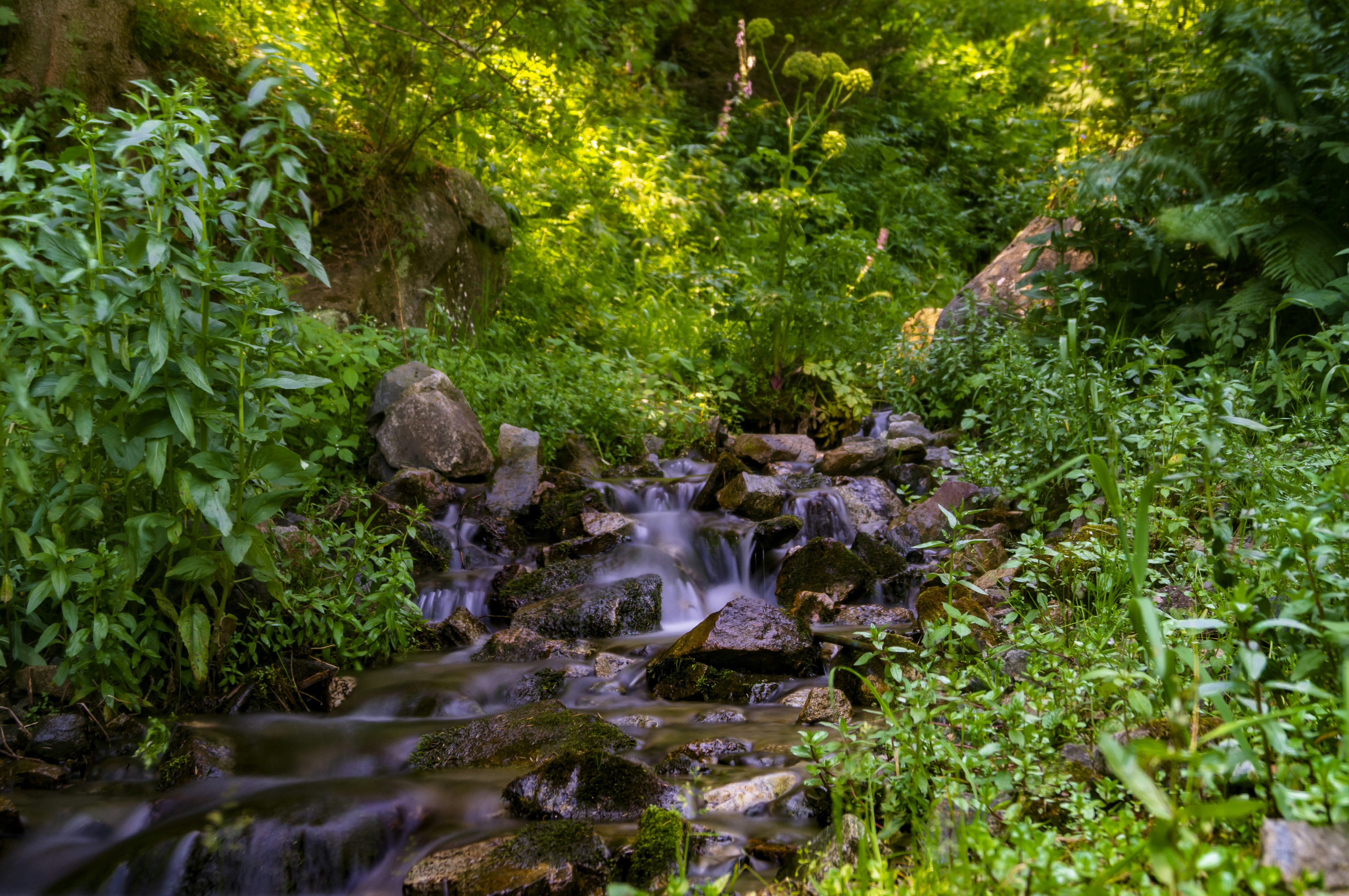 Upstream and leaeves photo – Free Nature Image on Unsplash