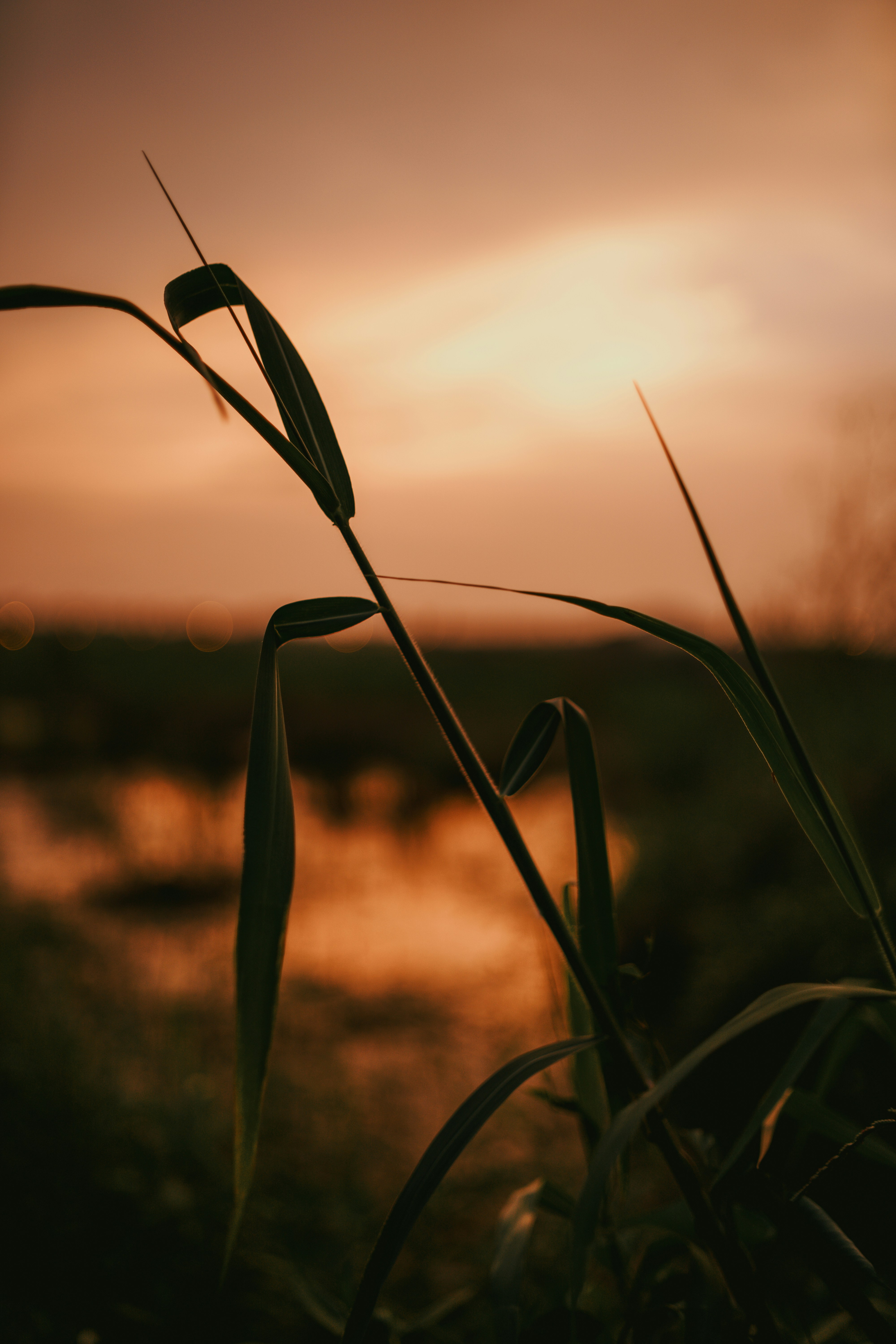 Green leafed plants photo – Free Black Image on Unsplash