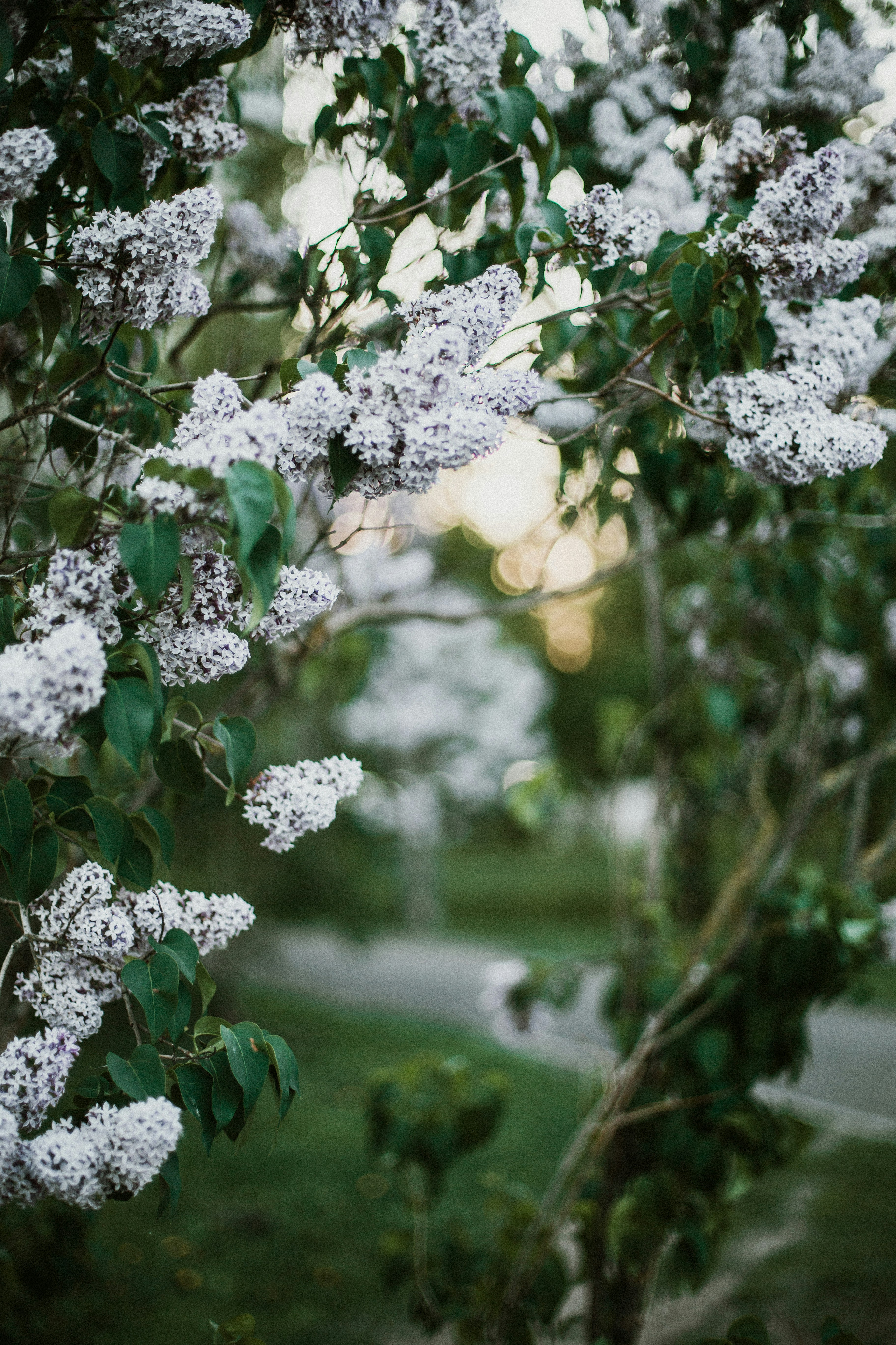 Lilac Arch Over a Sunlit Garden Path