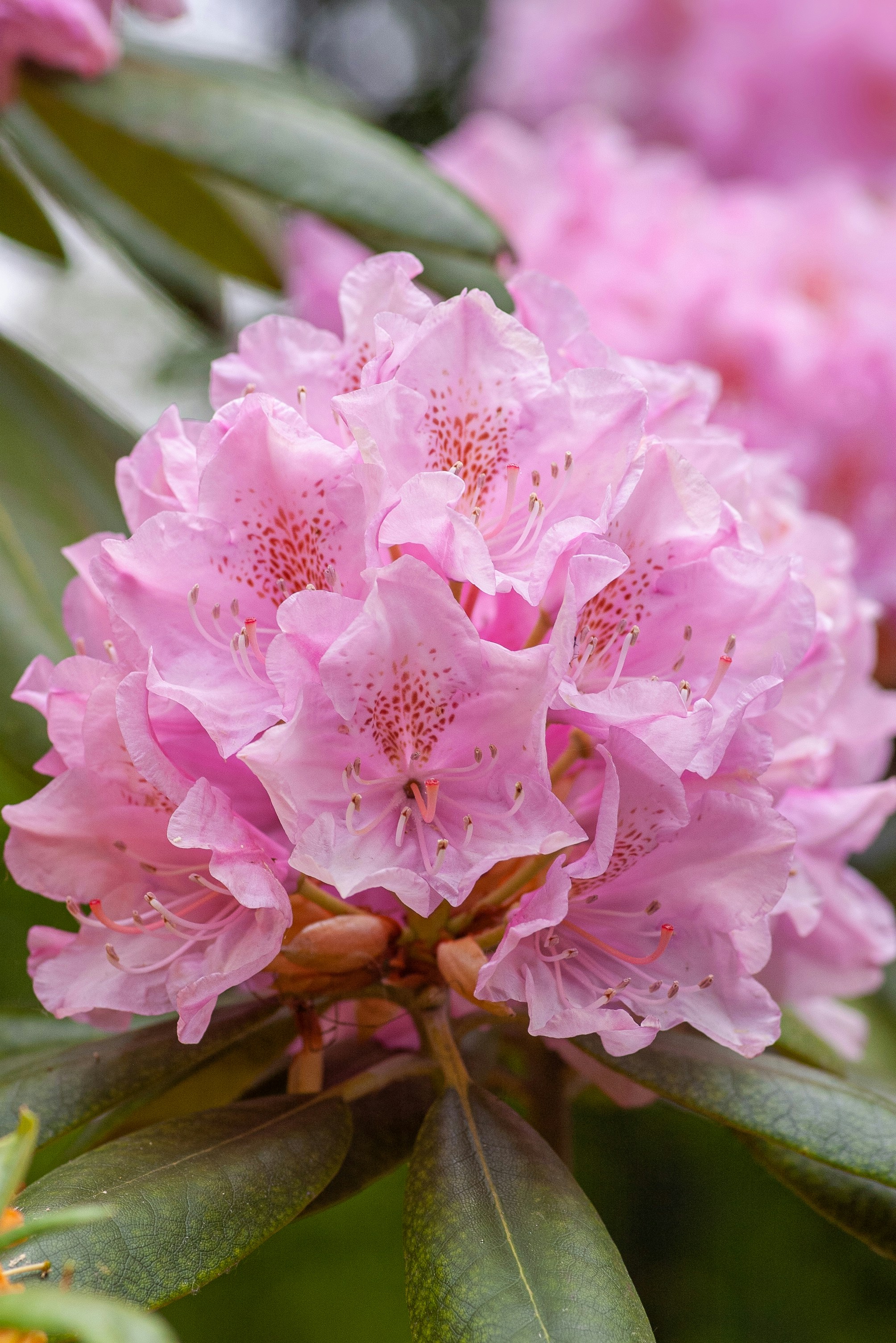 Close-up of a pink rhododendron cluster with soft green leaves and a shallow depth of field. This photograph emphasizes petal texture and color.