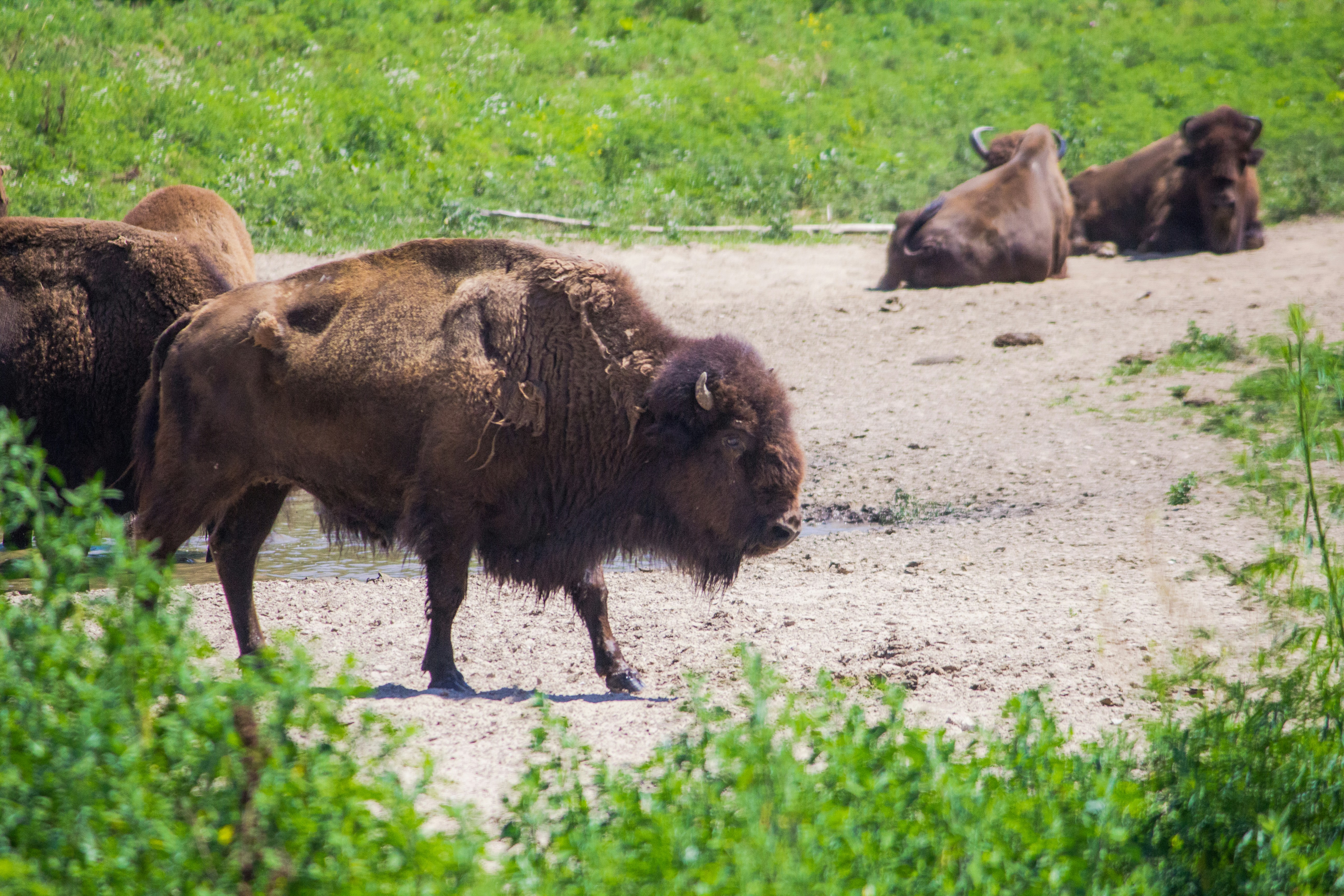Bison grazing in a sunlit grassy field, with a clear blue sky overhead.