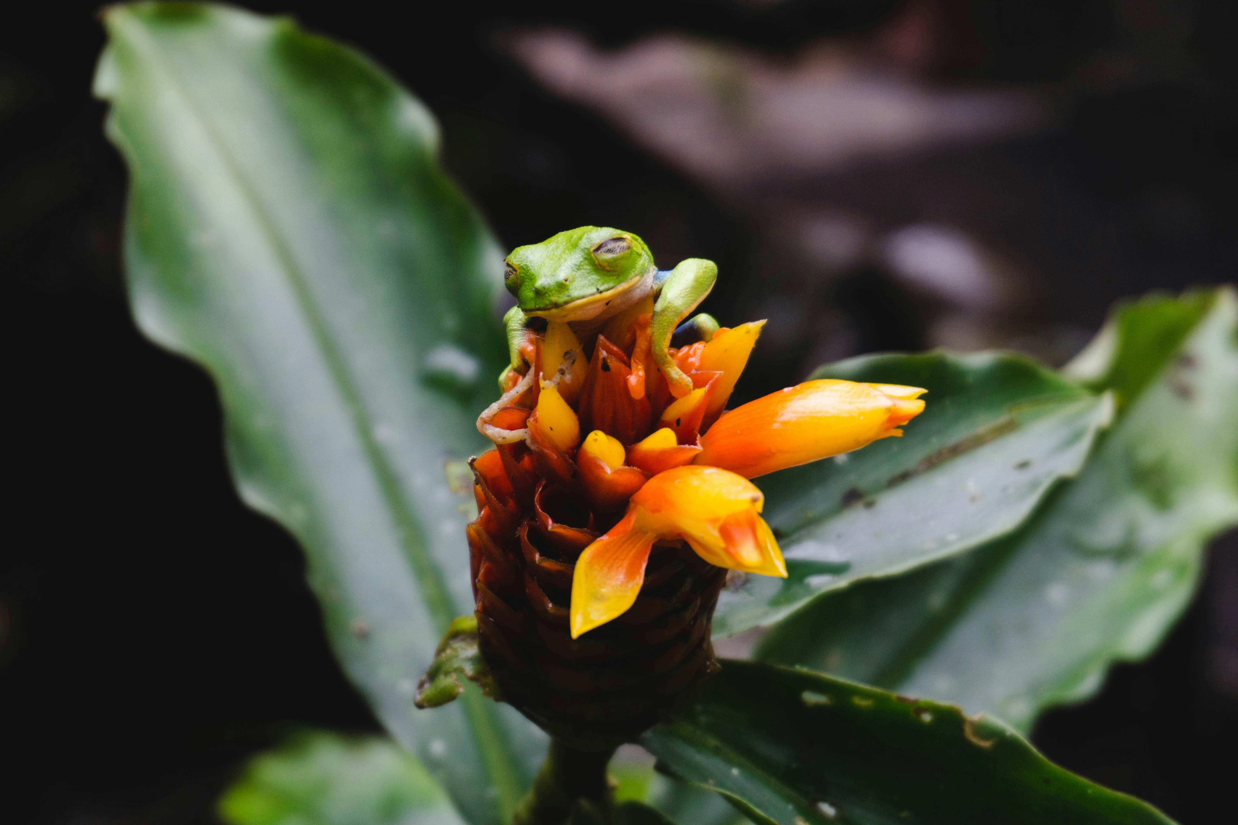 Ember Crown Rising from a Bromeliad Rosette