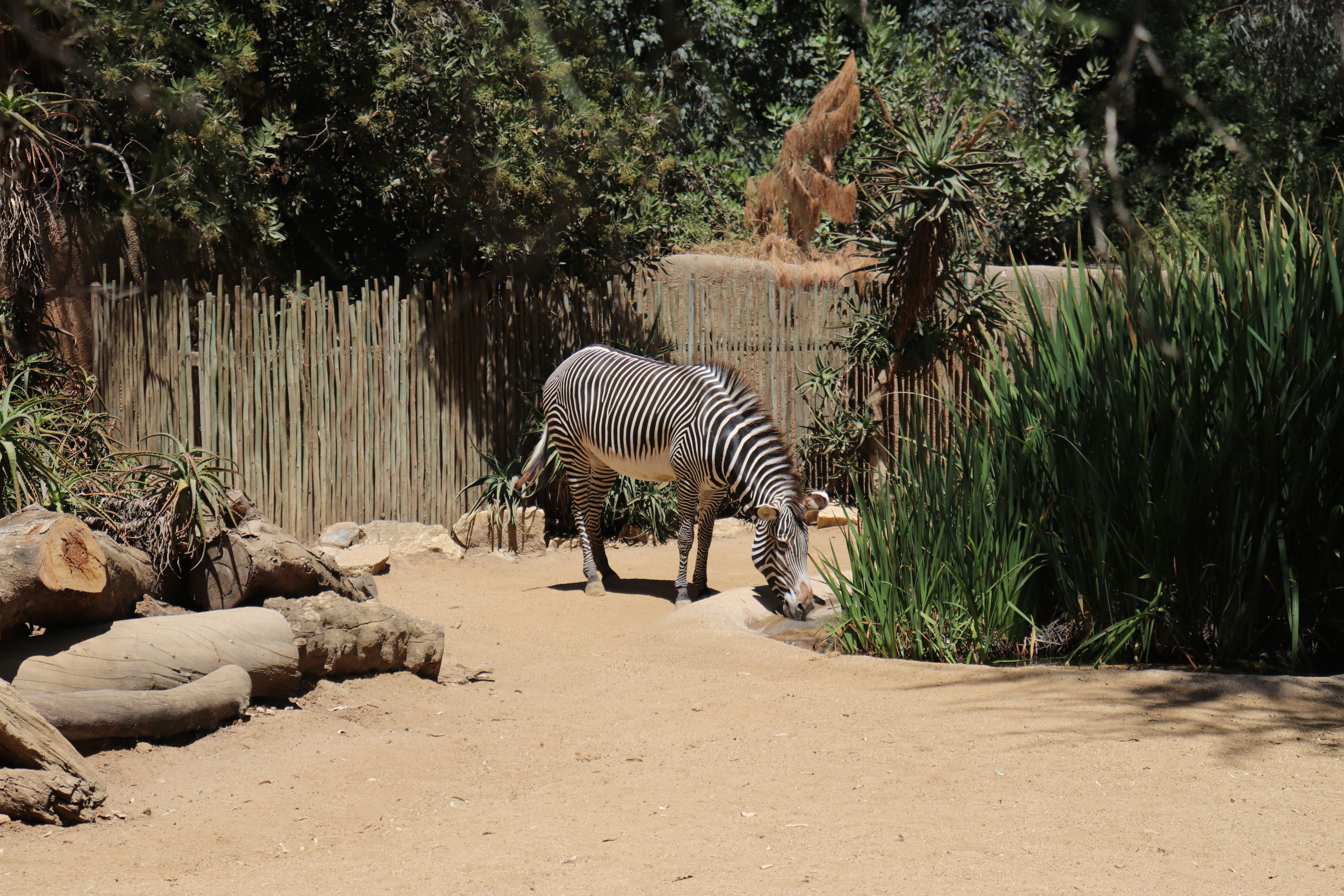 Stripes in the Sand: Zebra Grazing by a Sunlit Enclosure