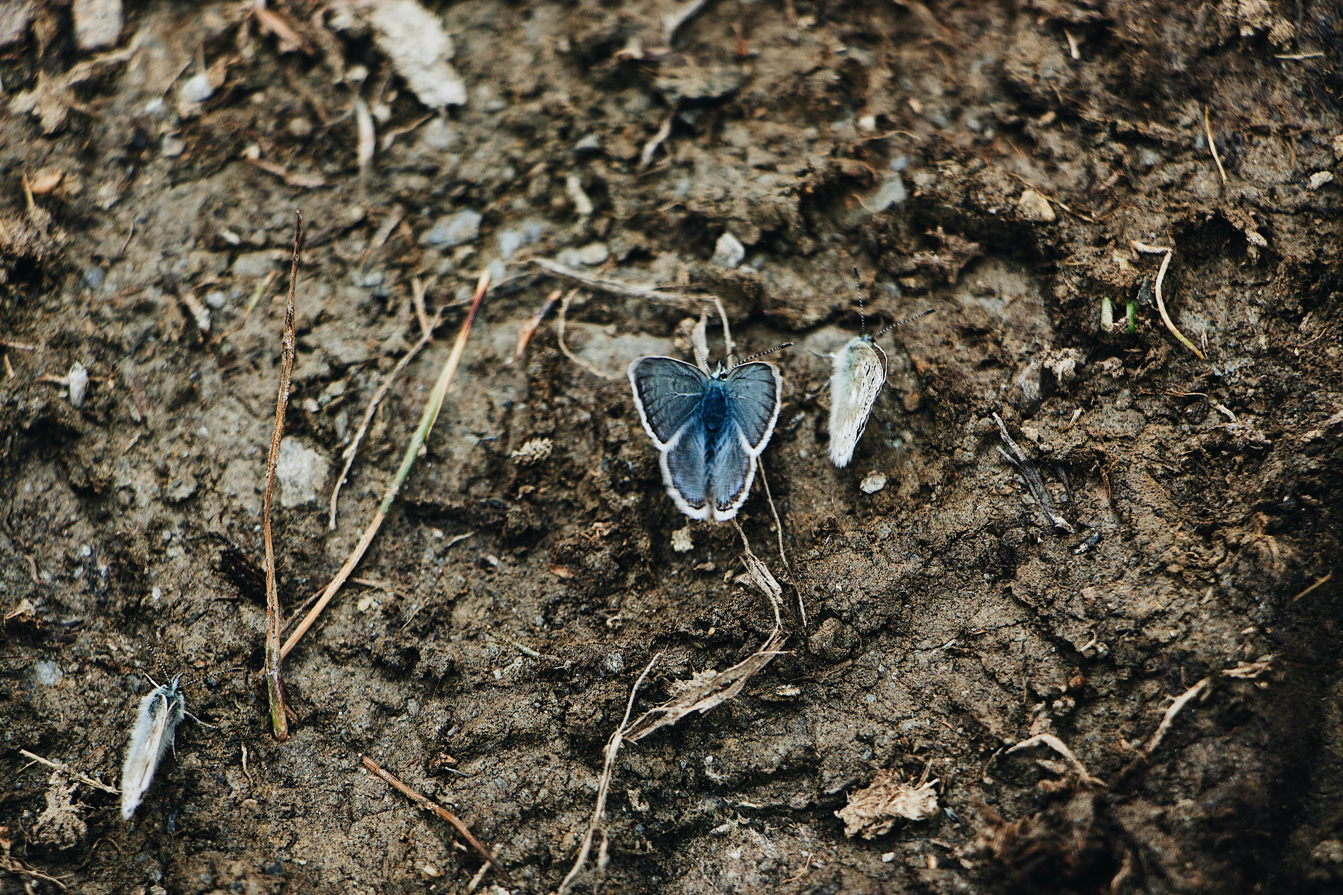 Azure Wisp on Cracked Earth: A Blue Butterfly Amid Soil Textures