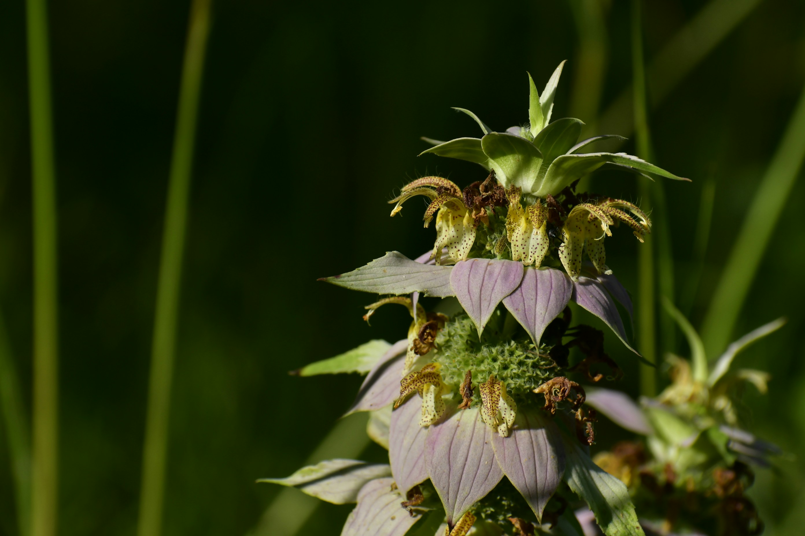 Tower of Bracts: a close-up of a purple-green inflorescence