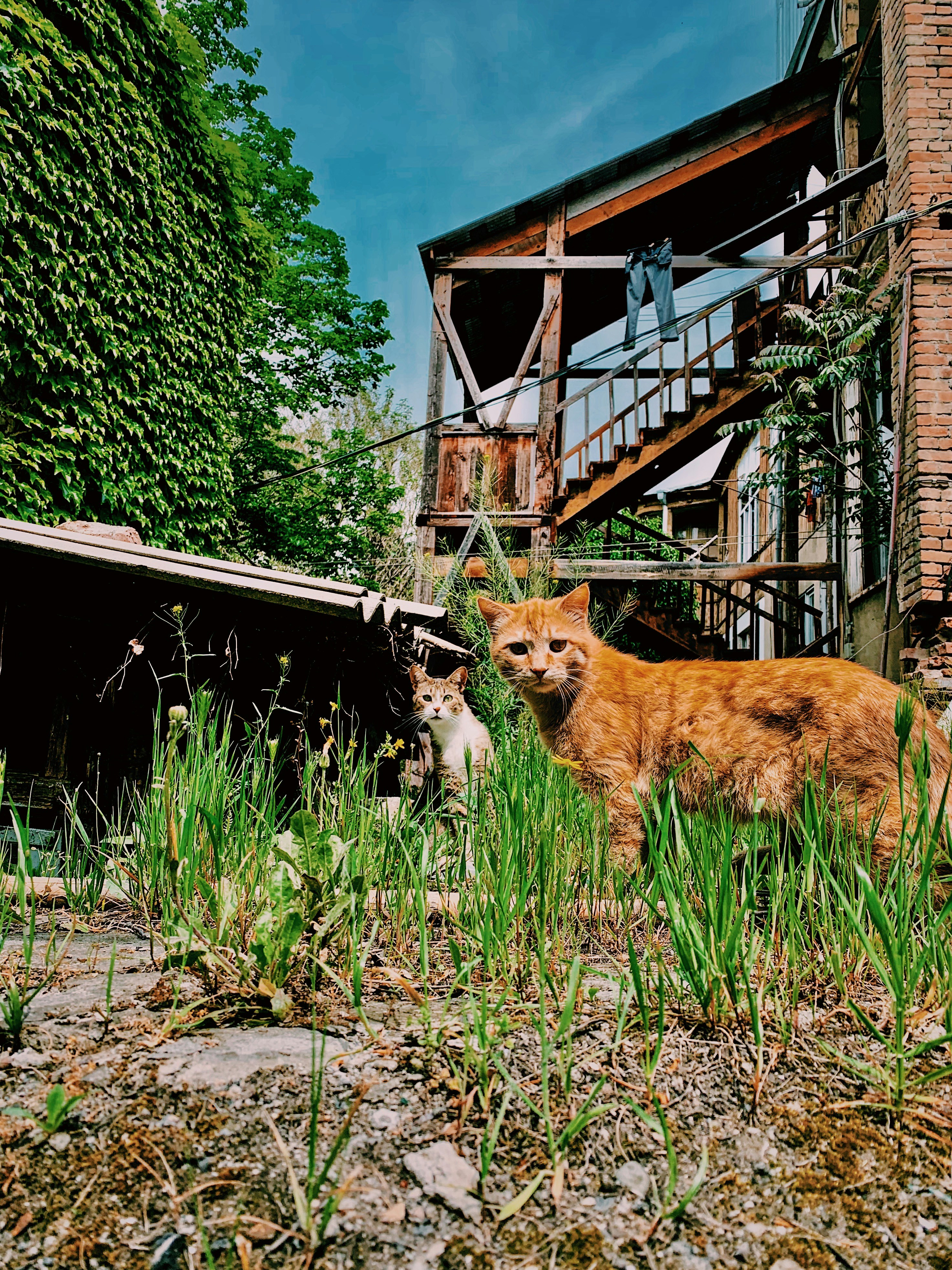 Sunlit orange cat among ivy, bricks, and a weathered wooden staircase