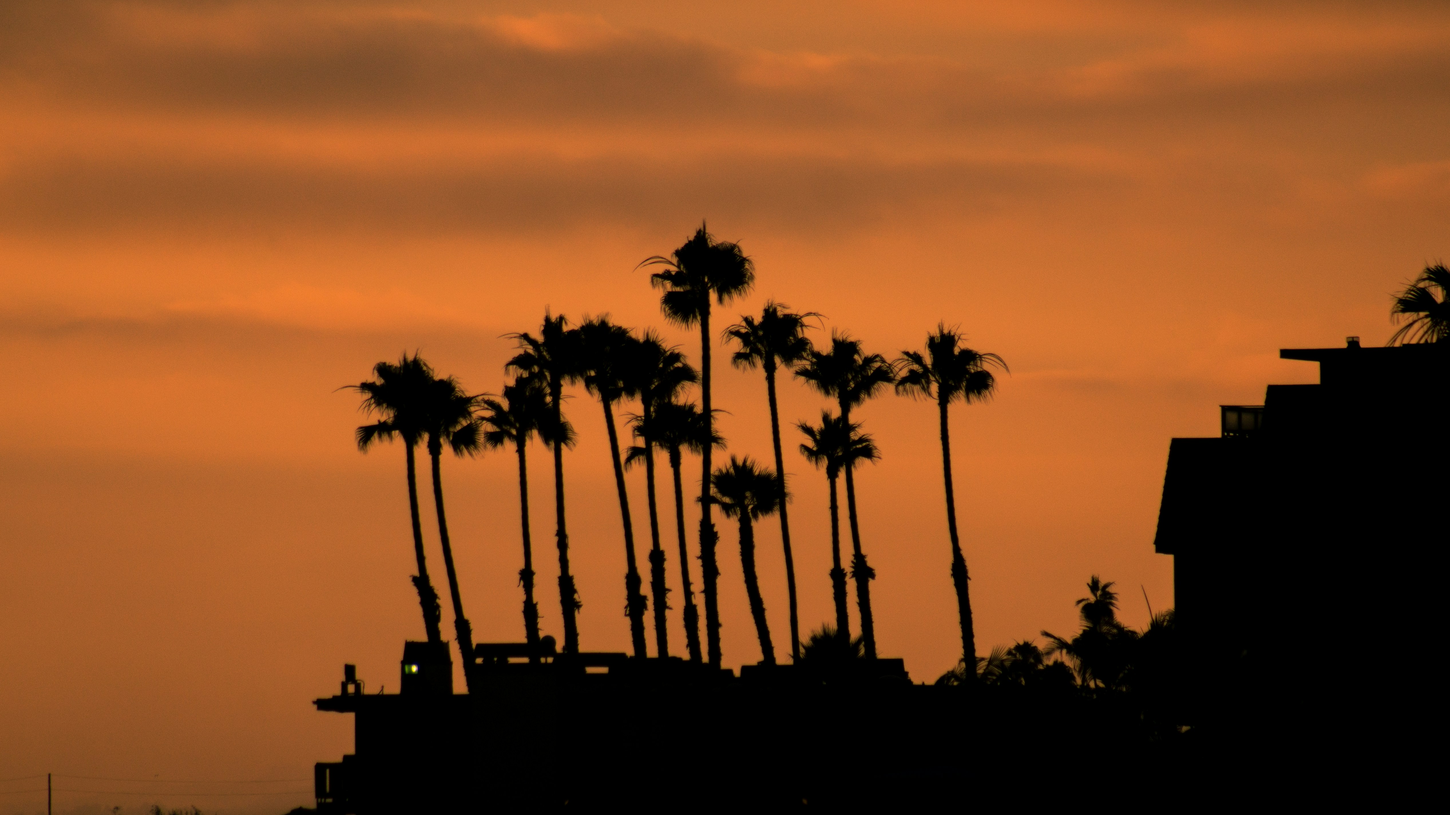 Palm Silhouettes Against a Fiery Sky