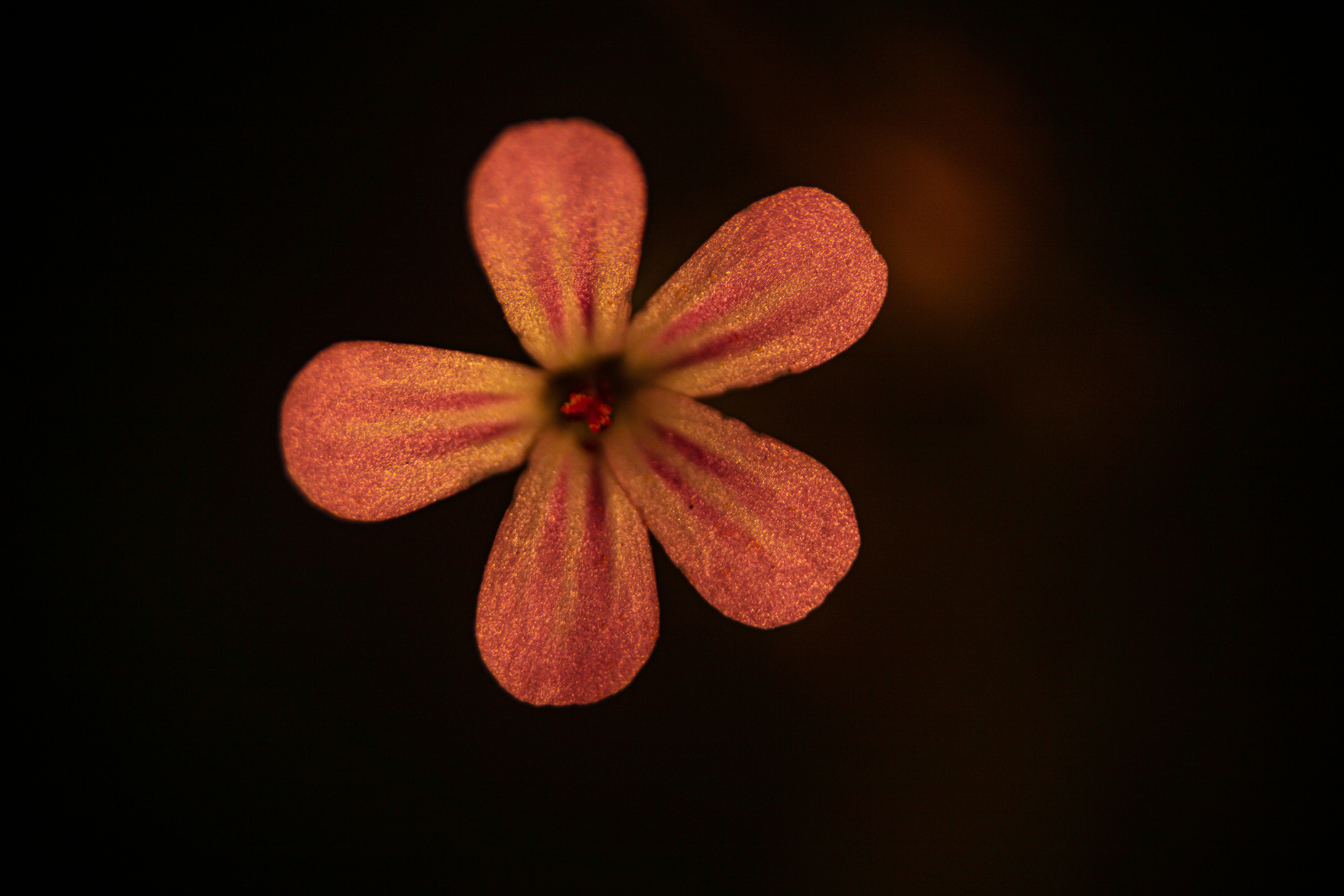 Crimson Petals in Velvet Darkness