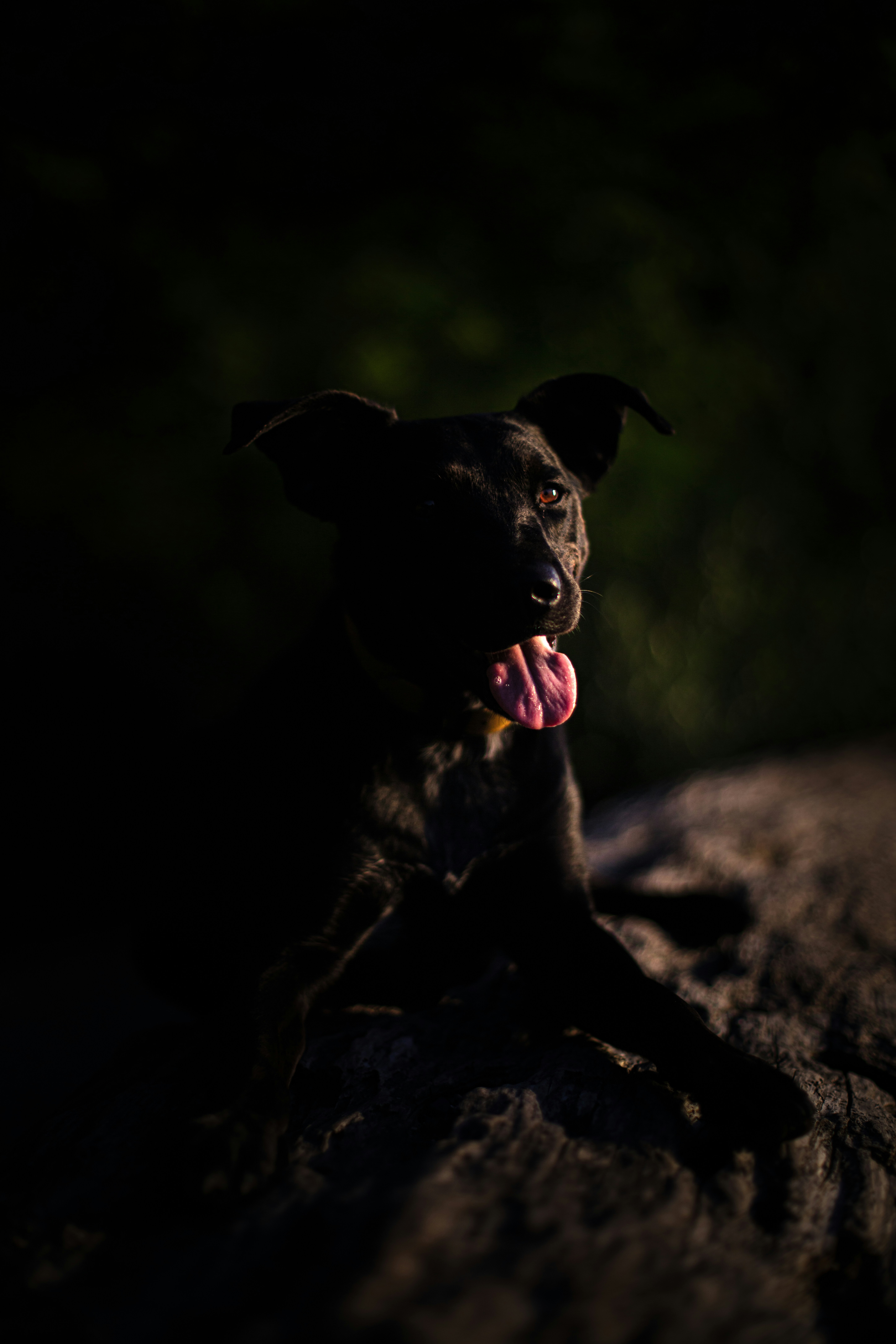 A black dog lounging on a rock with its tongue out, set against a softly blurred green background.