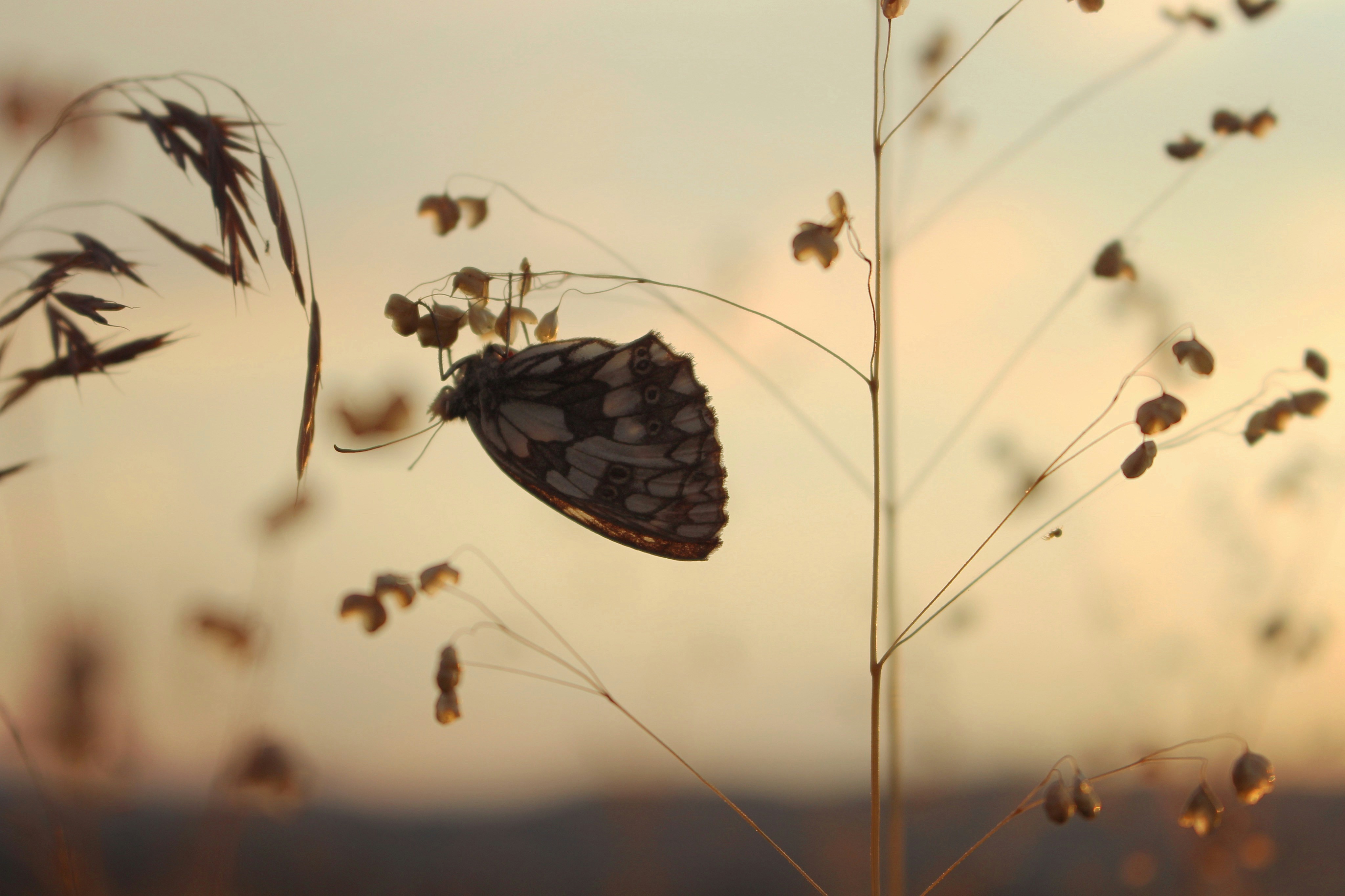 Silhouette at Dusk: A Butterfly Adrift Among Grass