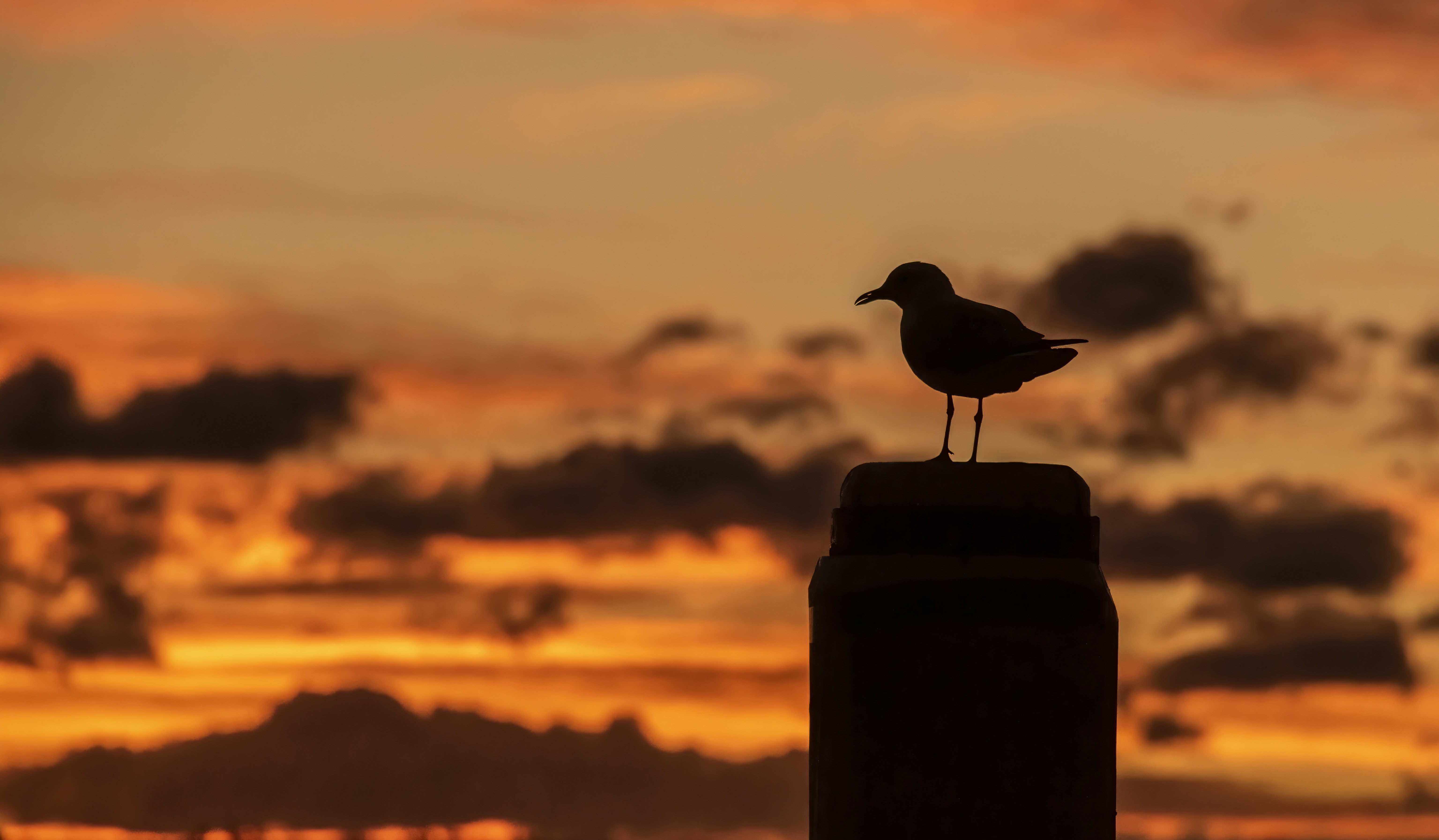 Silhouette of a seagull perched against a vibrant orange sunrise sky.