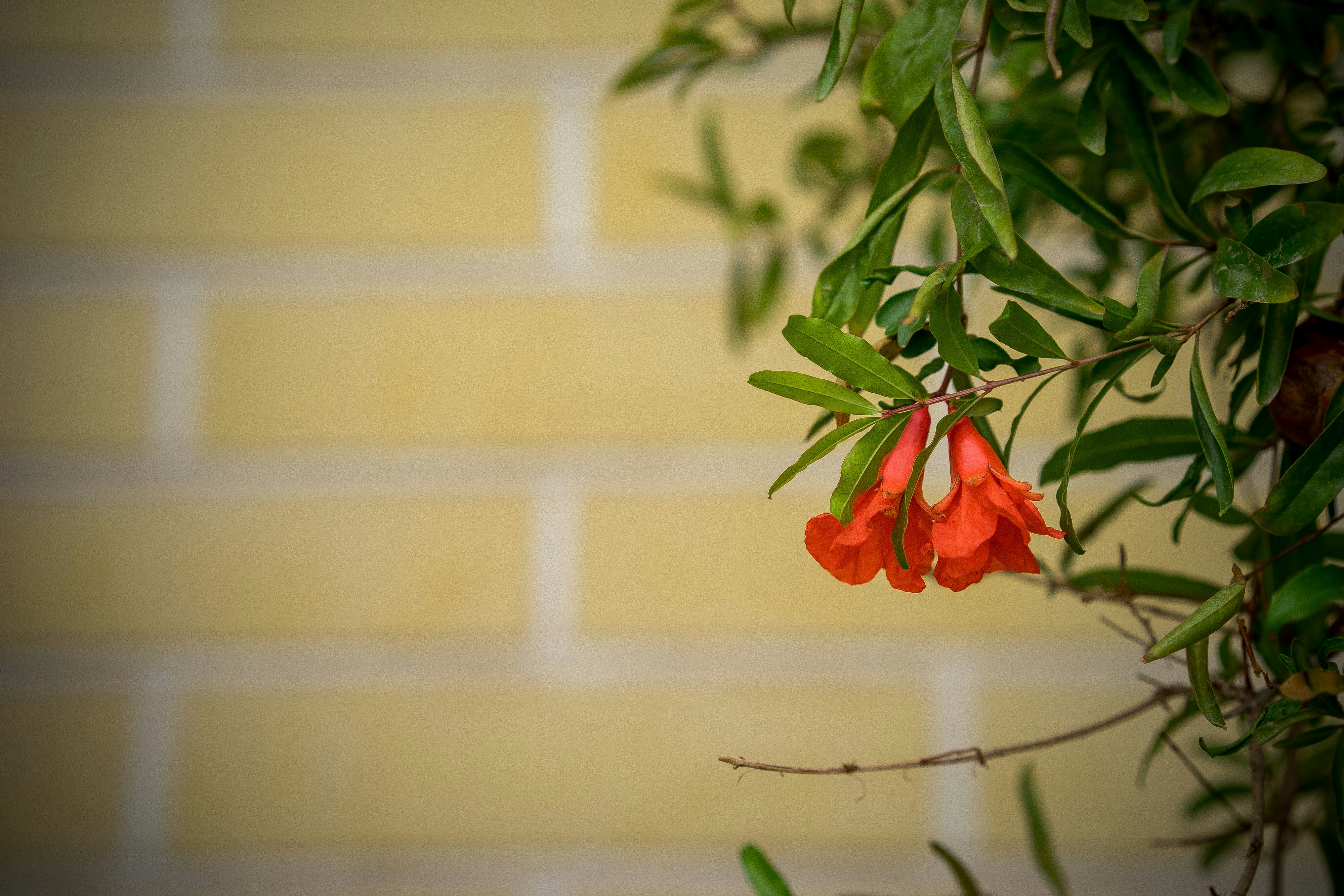Red blooms in a sunlit courtyard: a single flower against a yellow brick backdrop