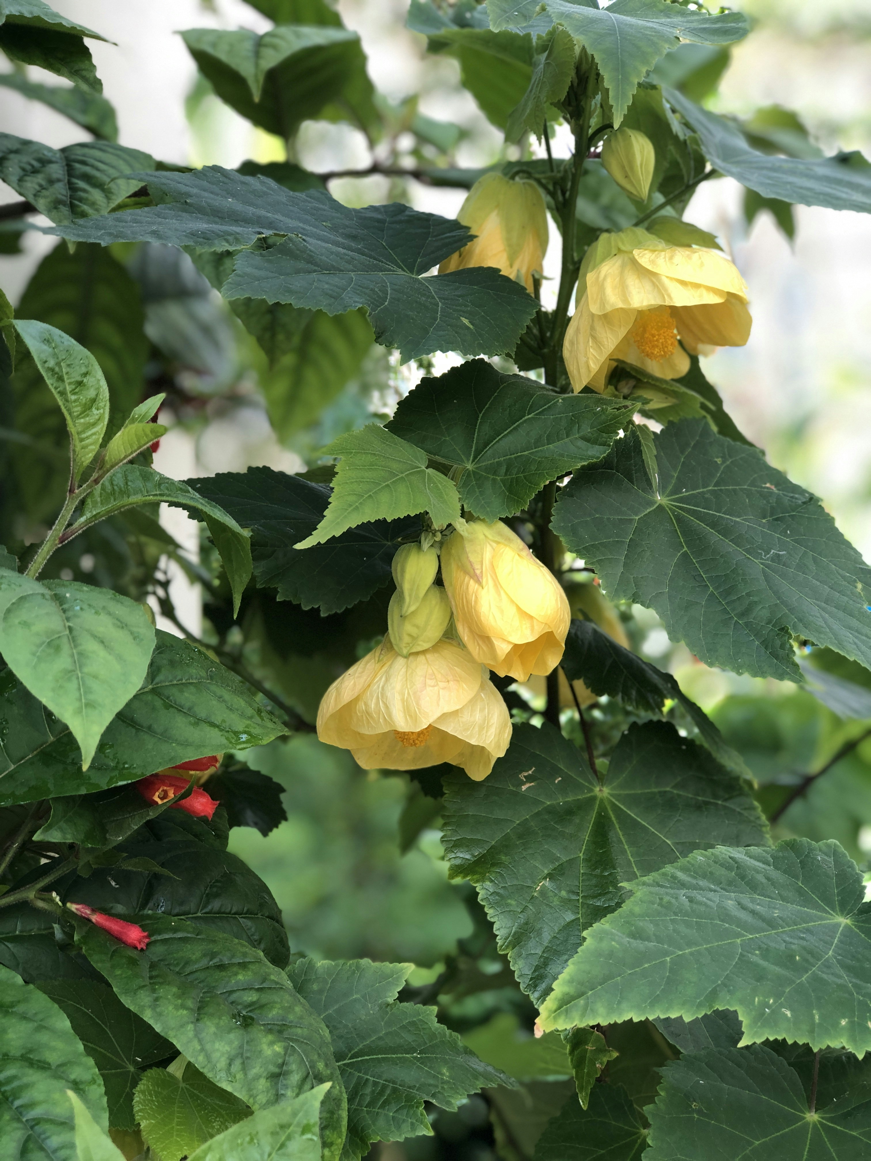 Golden Lanterns Nestled in a Veined Green Canopy