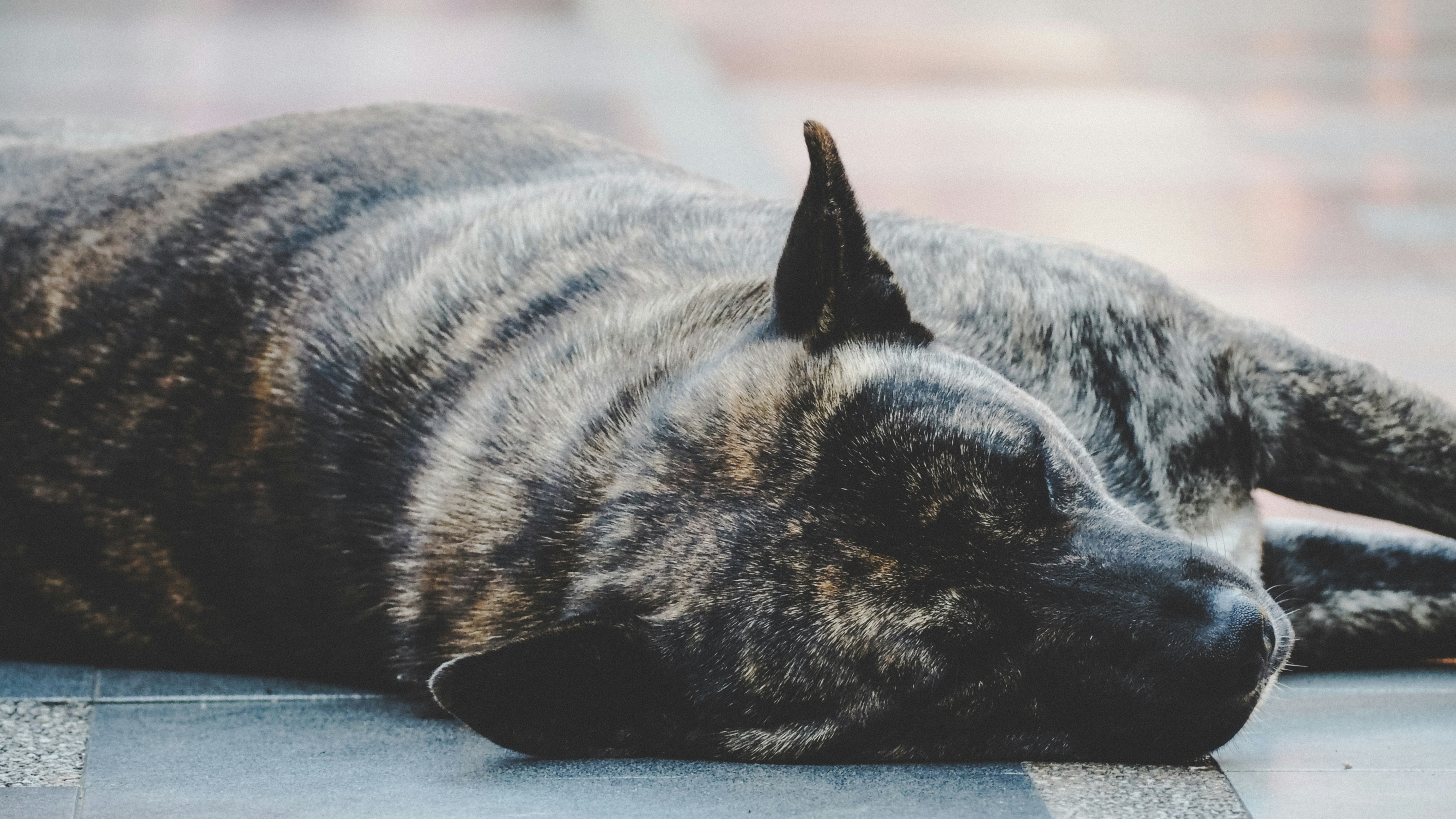 Dog peacefully resting on a temple floor with soft lighting.