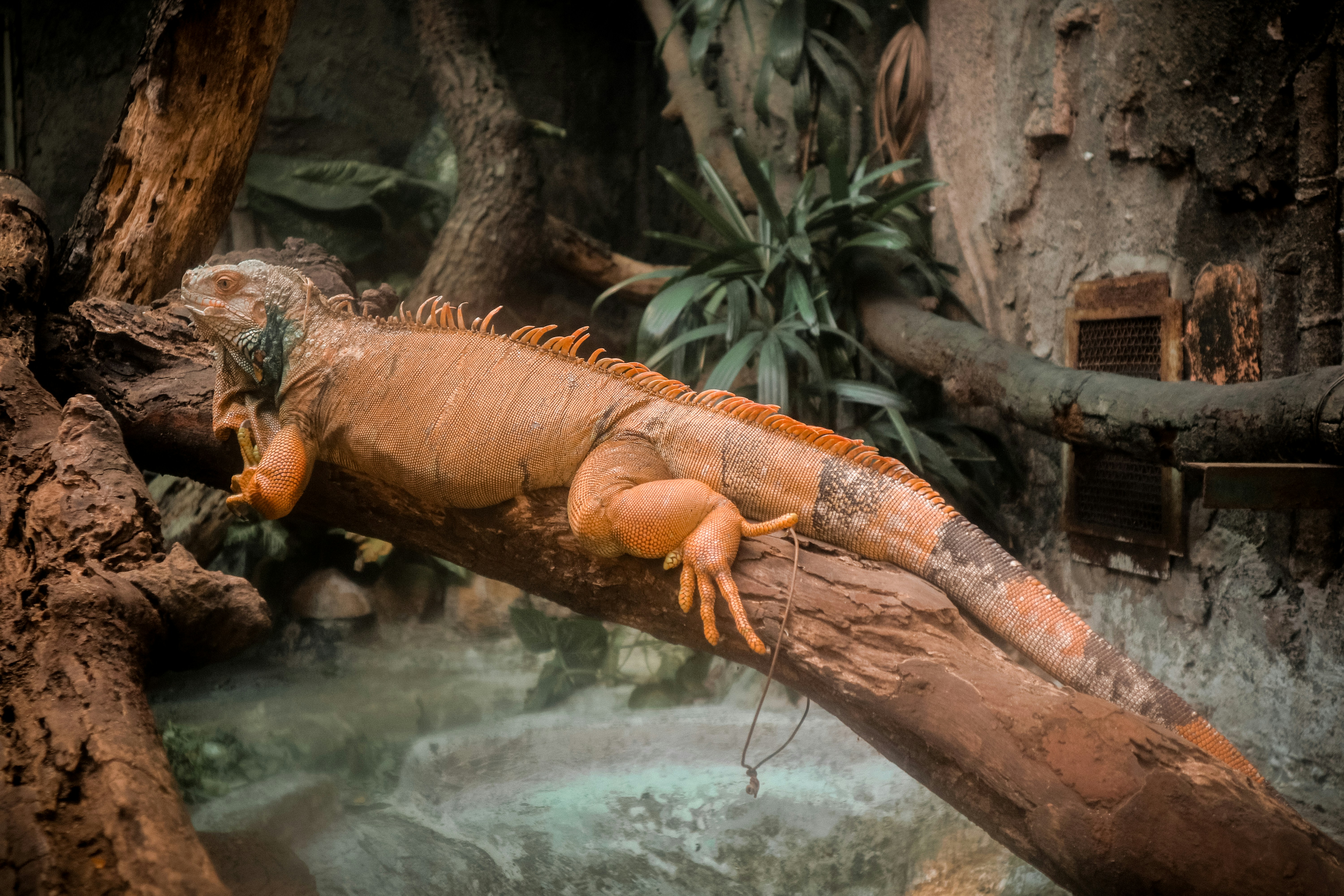 Orange Iguana Half-Submerged on a Mossy Log