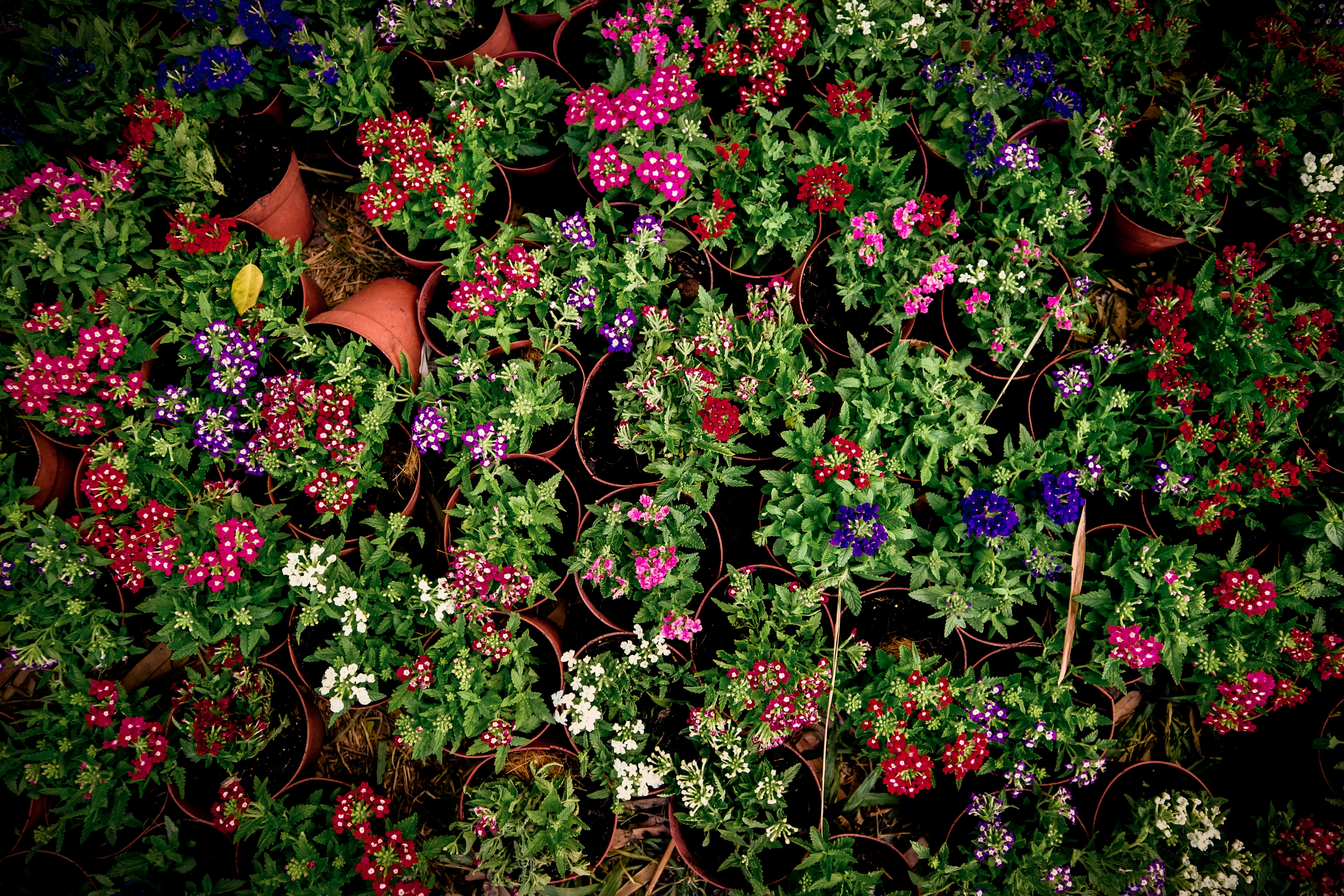 Vivid Blossoms in Harmony