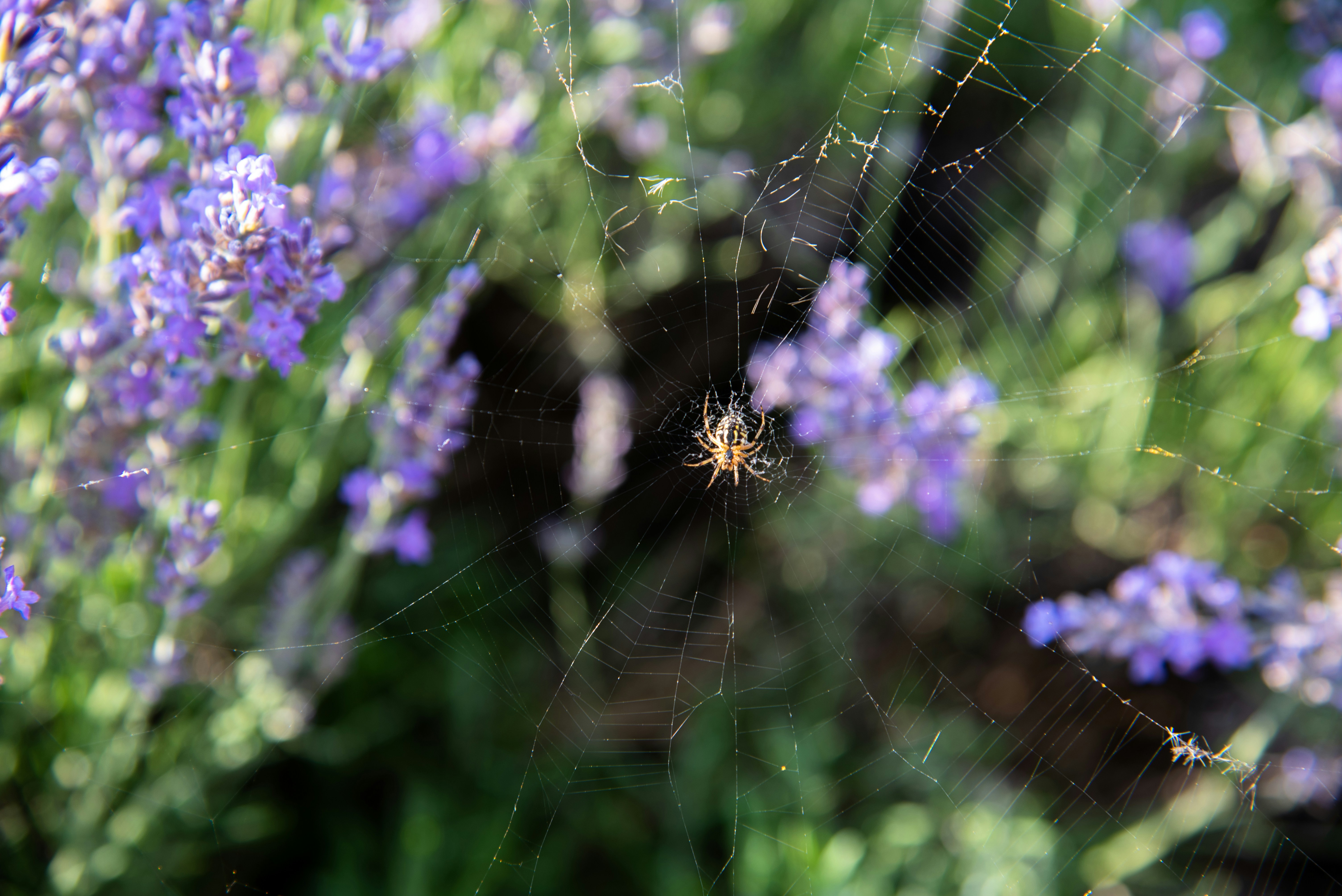 Delicate spider web intricately woven among vibrant lavender flowers, showcasing nature's artistry and the balance of ecosystems.