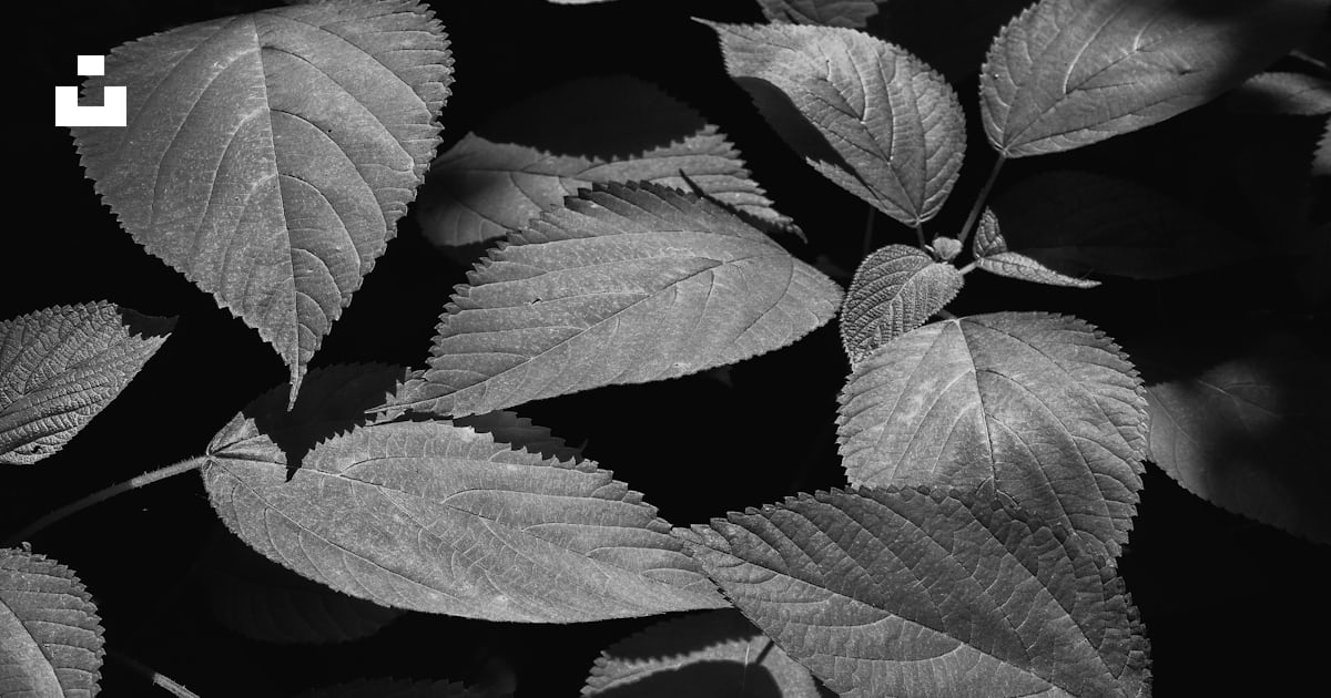 Planta De Hojas Verdes Foto Imagen De Gris Gratuita En Unsplash