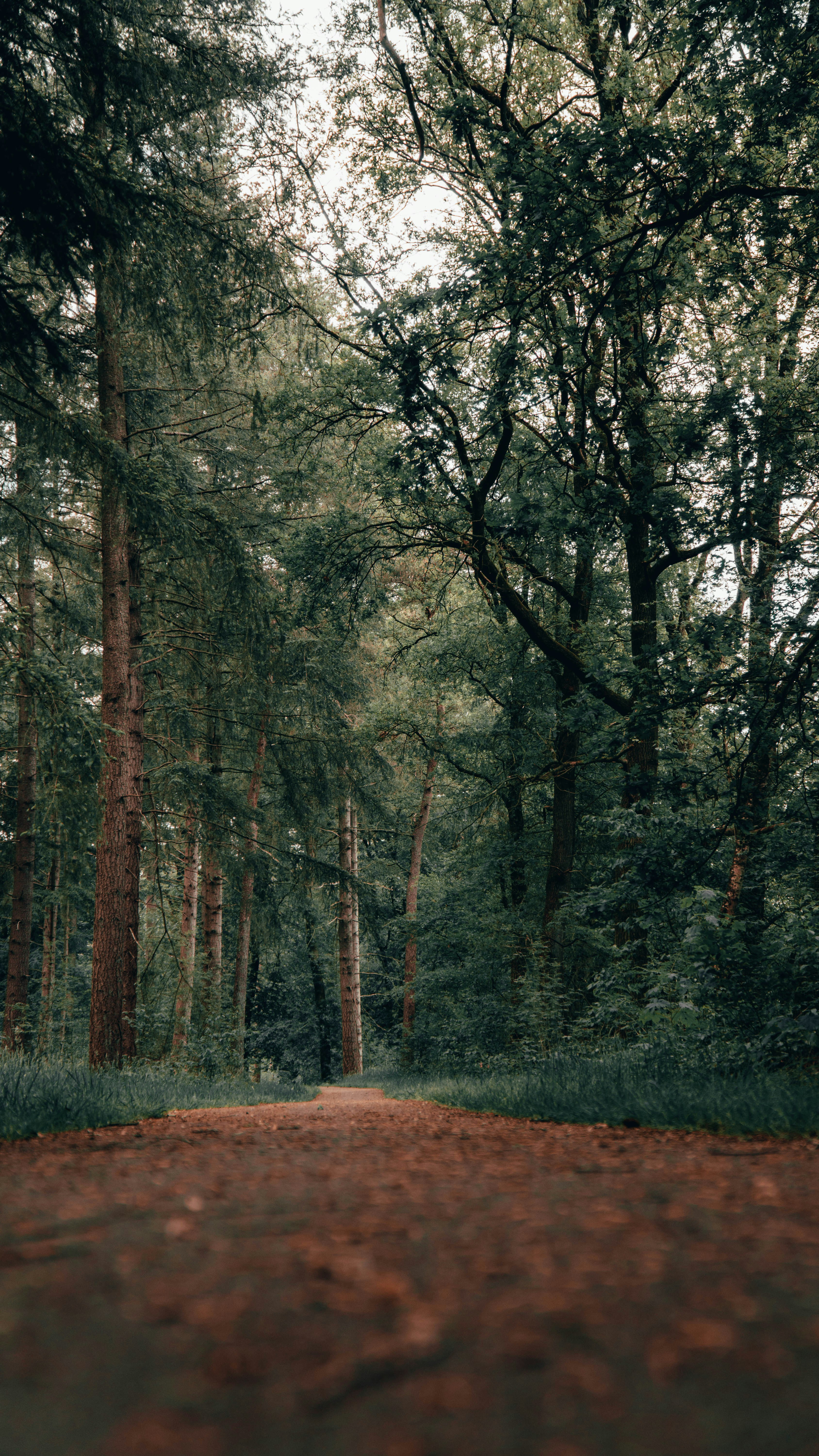 Tumblr Forest Scenery