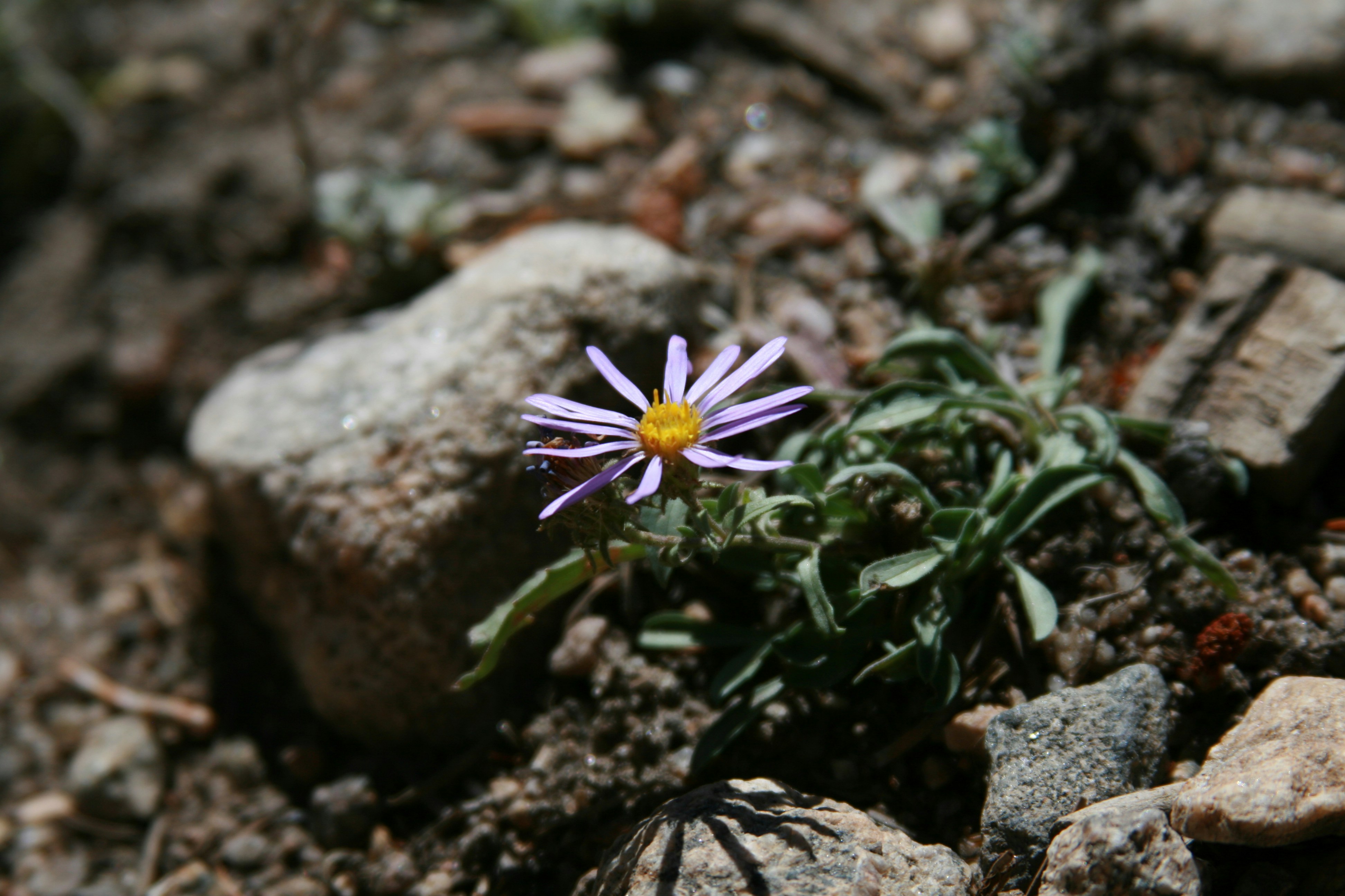 Pebble Field Bloom: A Lone Purple Flower in Rugged Ground
