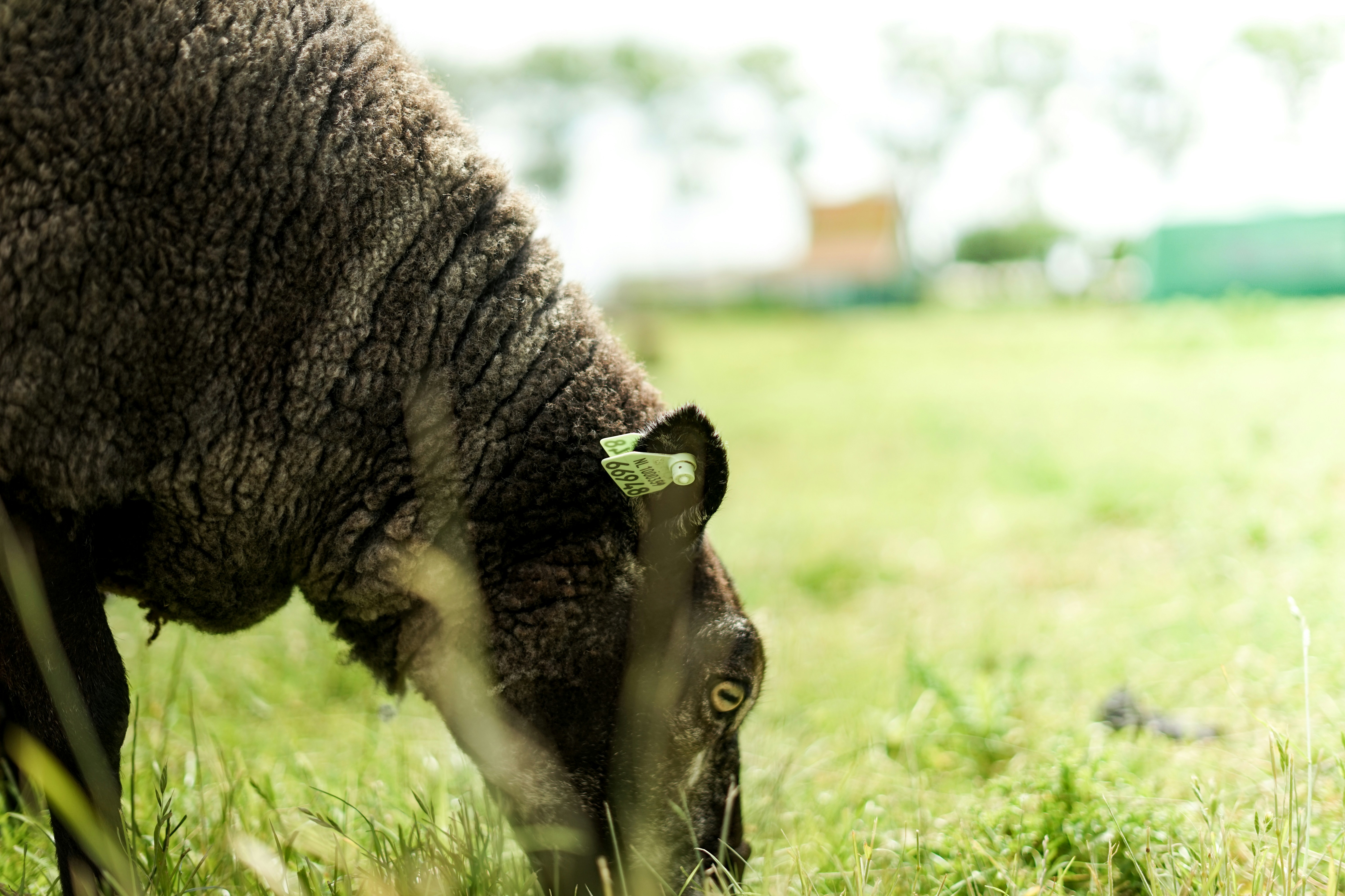 Sheep in the nature