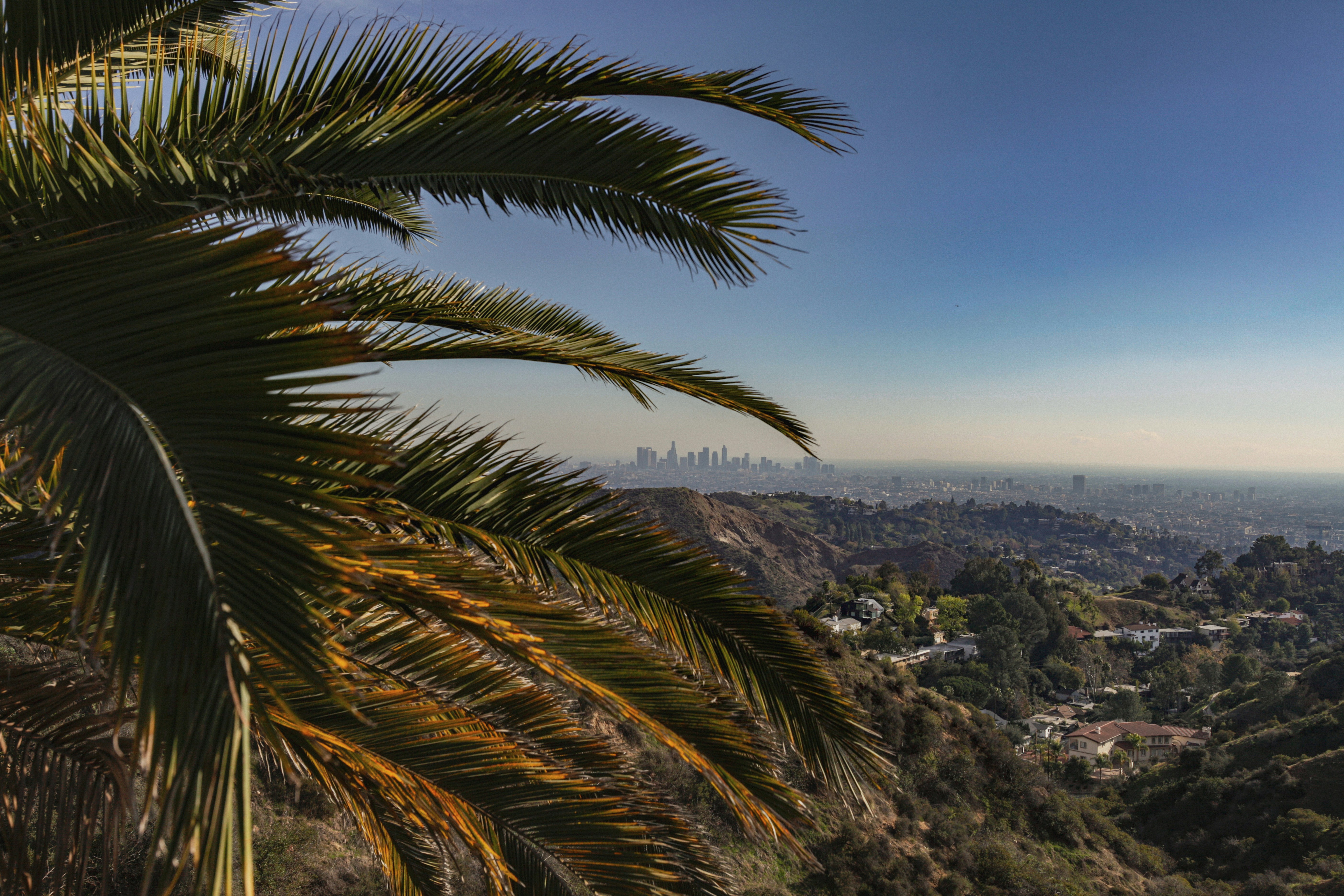 Palm fronds frame a view of downtown Los Angeles from the Hollywood Hills under a clear sky.