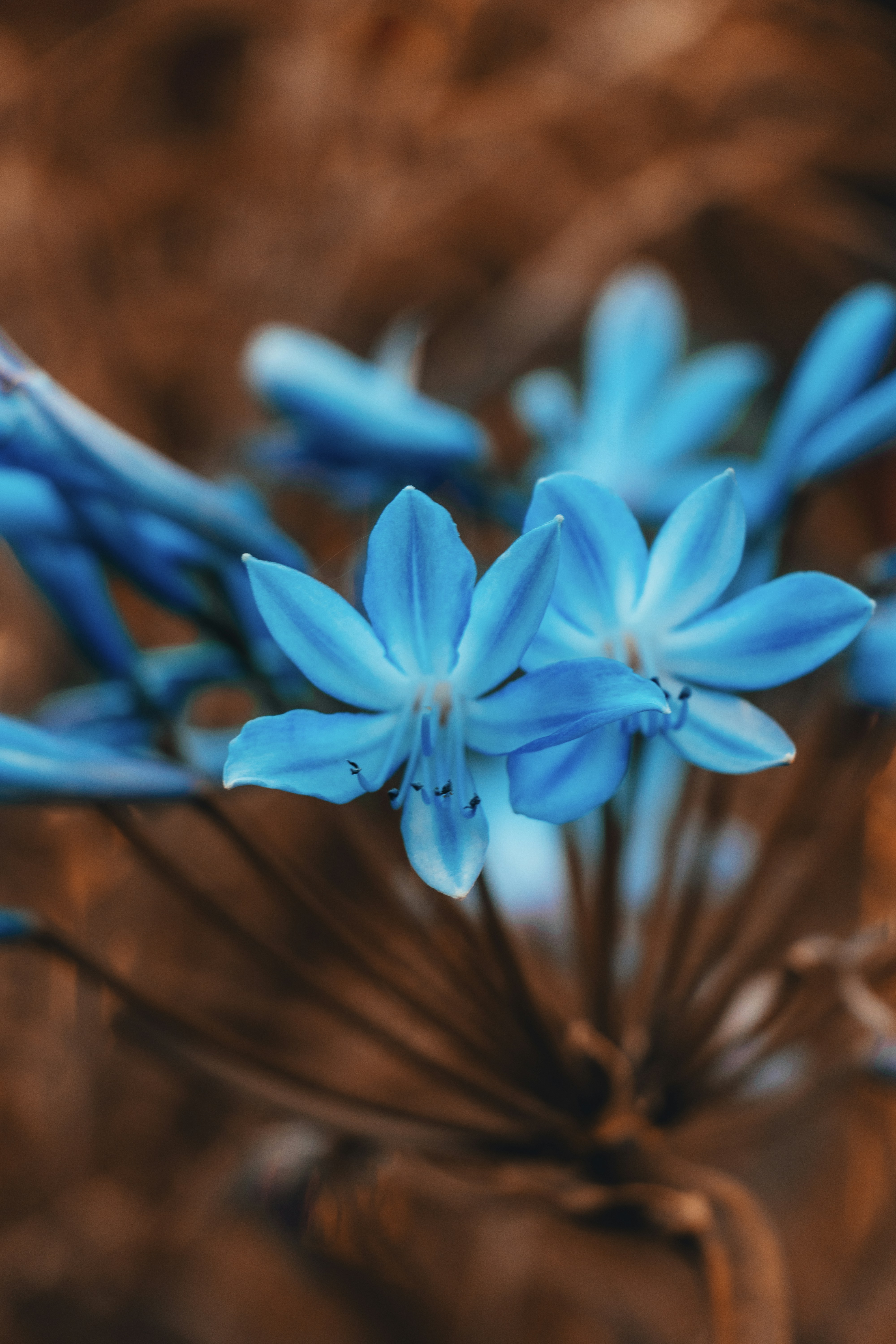Azure Bloom in Ember-Hued Bokeh