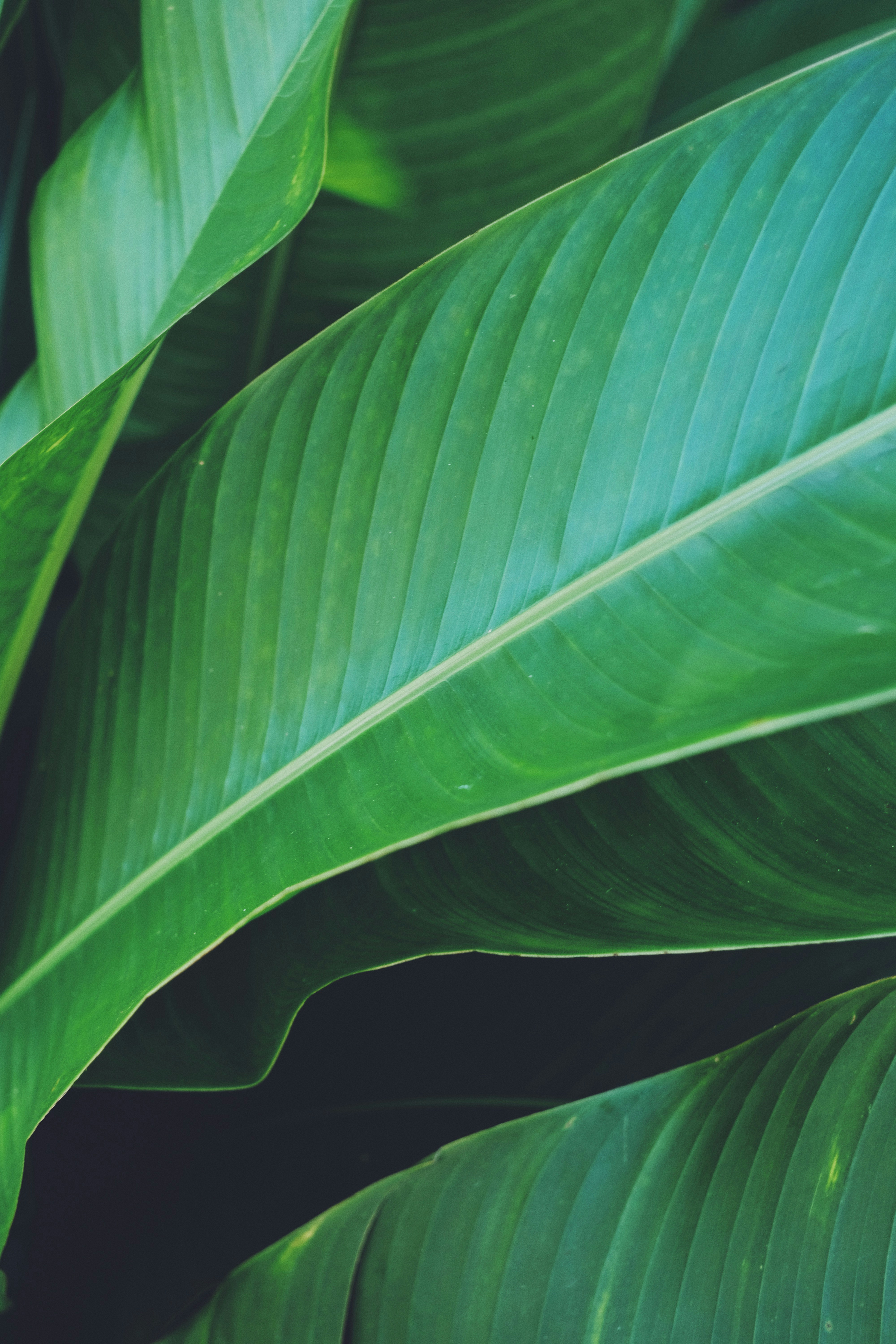 Banana Leaf Pictures [HD] | Download Free Images on Unsplash