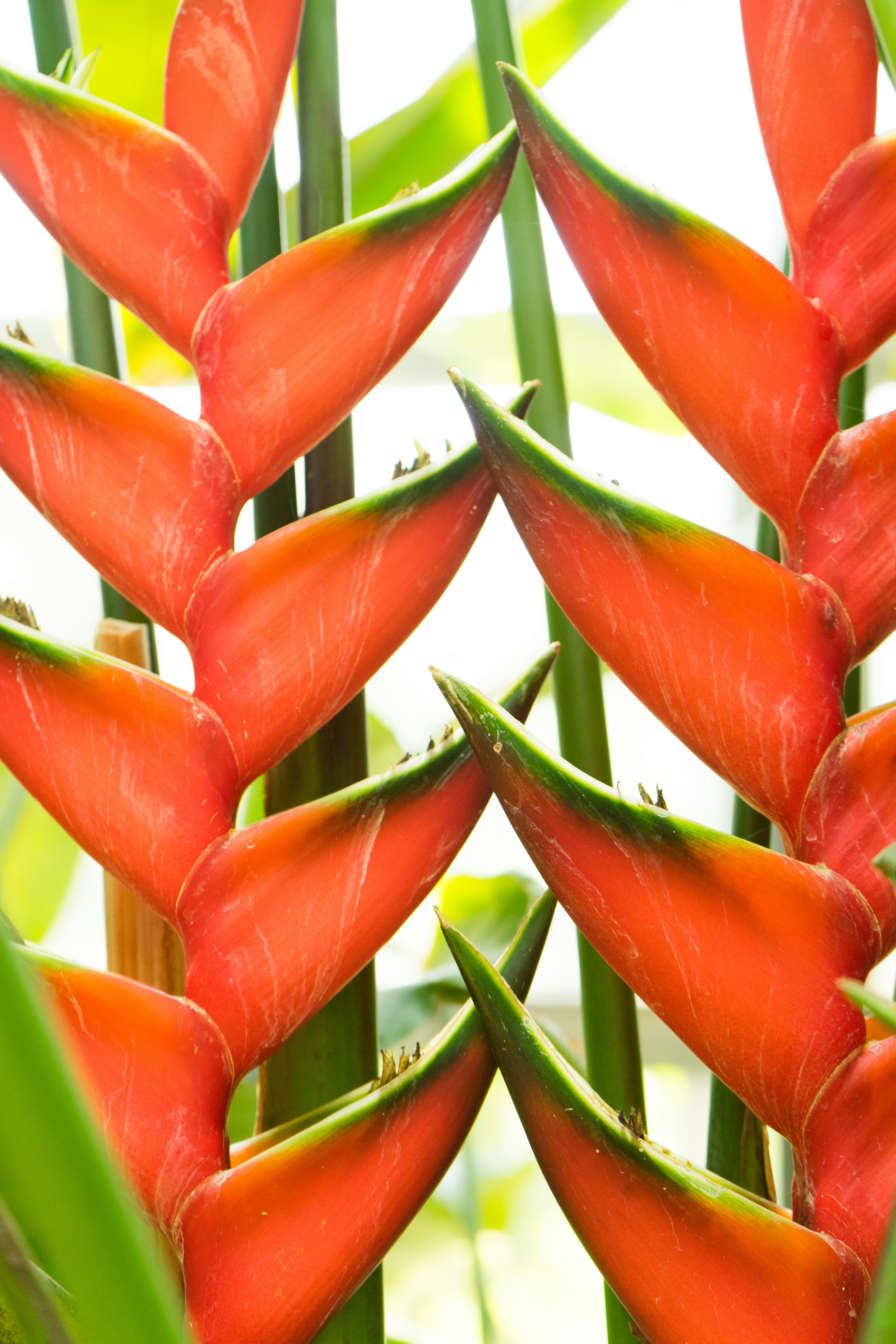 Crimson Heliconia Ribbons Rise Between Green Stalks