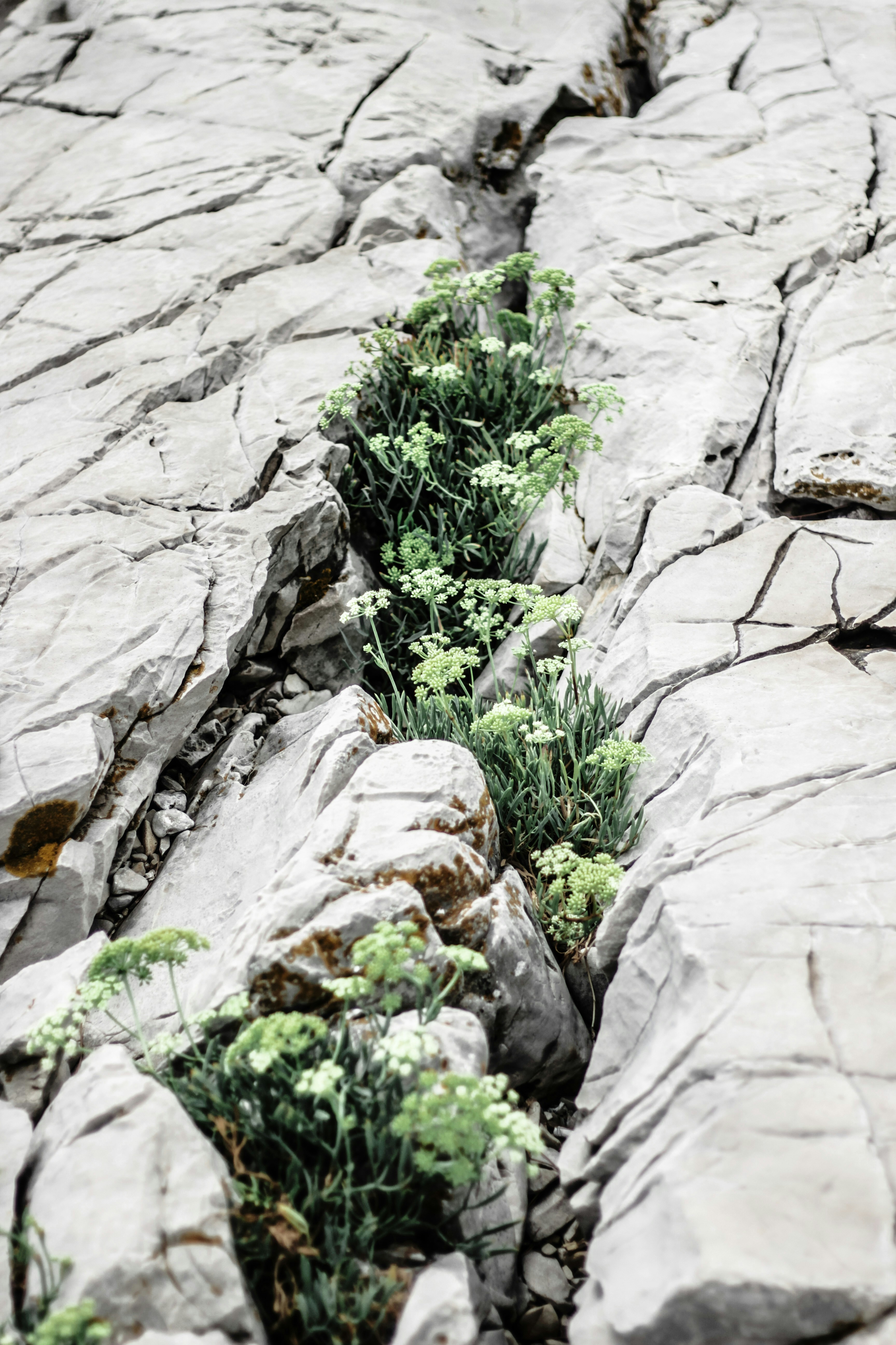 Green grass between rocks photo – Free Adriatic Image on Unsplash