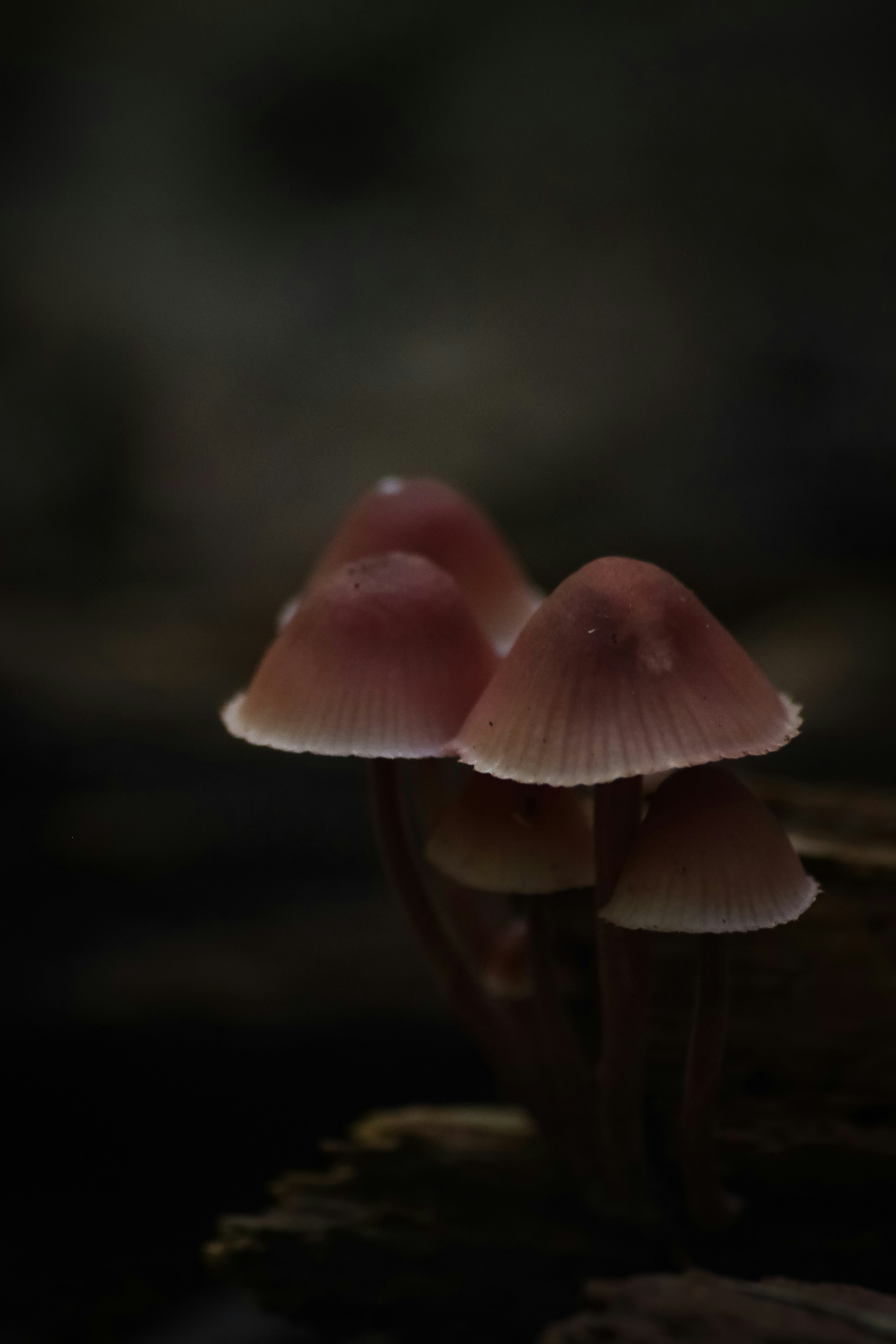 Pink-Capped Mushrooms in a Shadowed Log: A Quiet Macro Moment