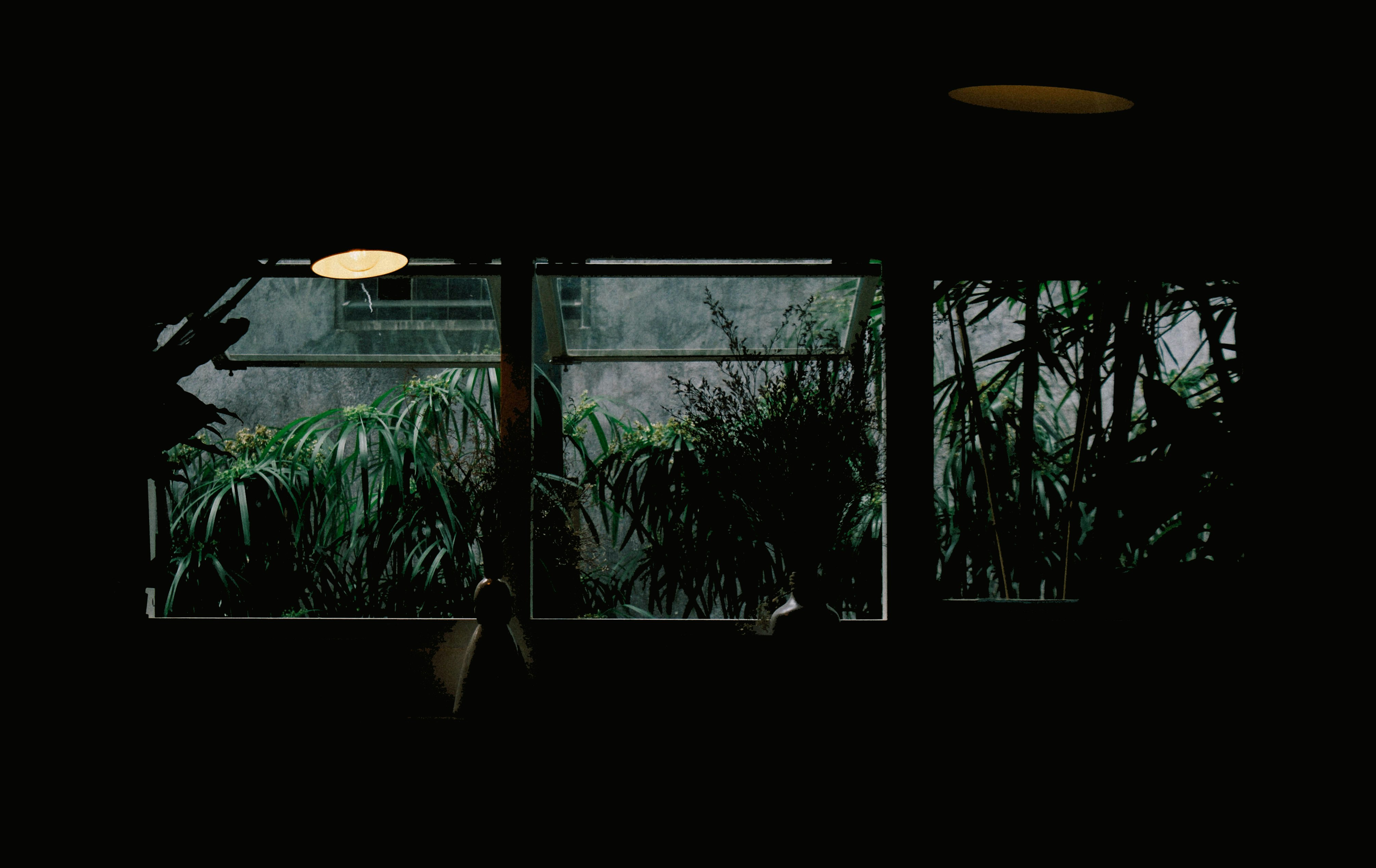 Dim interior frames a window revealing lush tropical plants outside, with soft light outlining the foliage.