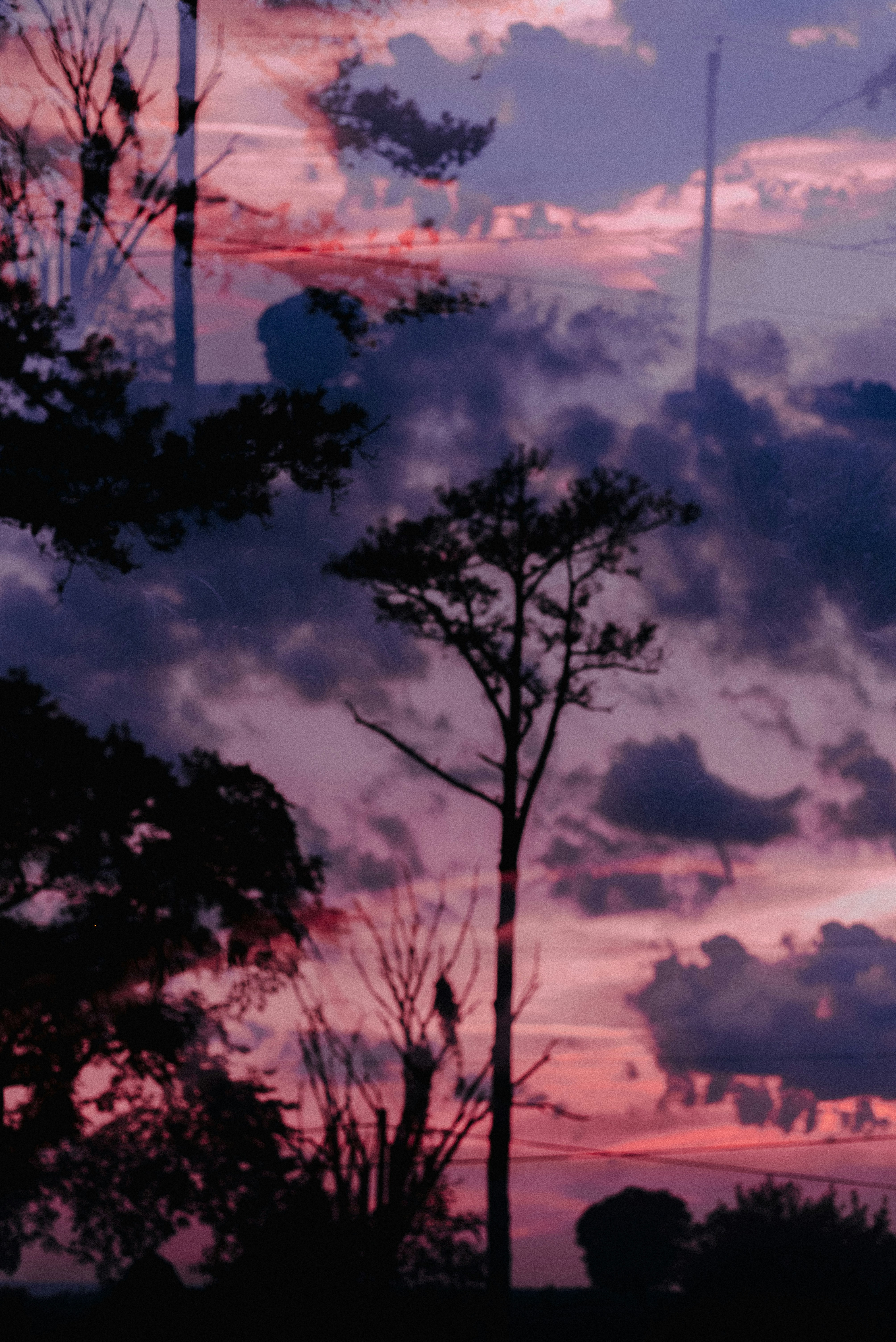 Sunset Purple Tree Photography