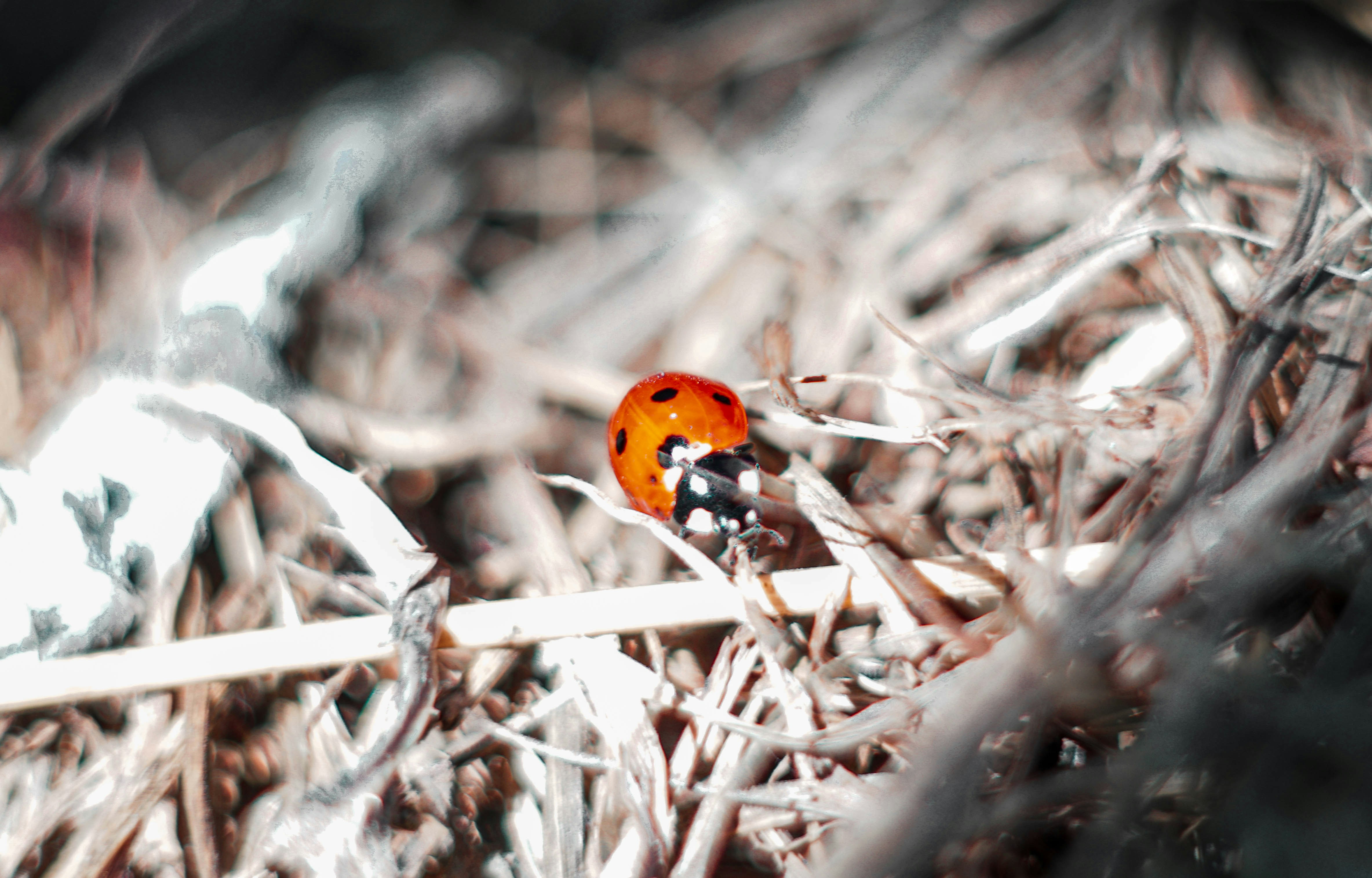 Tiny Red Bug, Big Focus: A Ladybug Among Winter Stubble