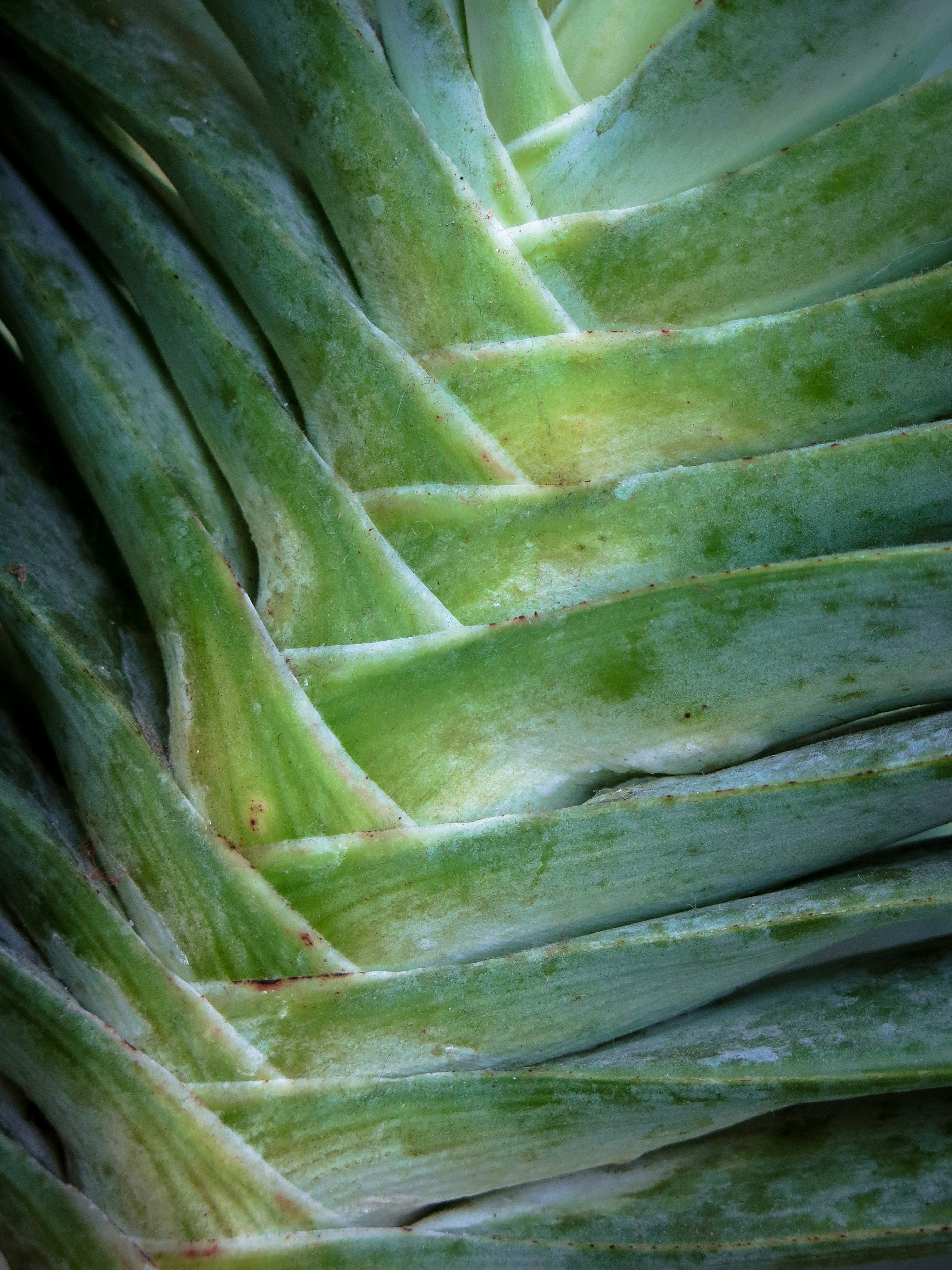 Close-up of layered green plant leaves showcasing their unique textures and patterns.
