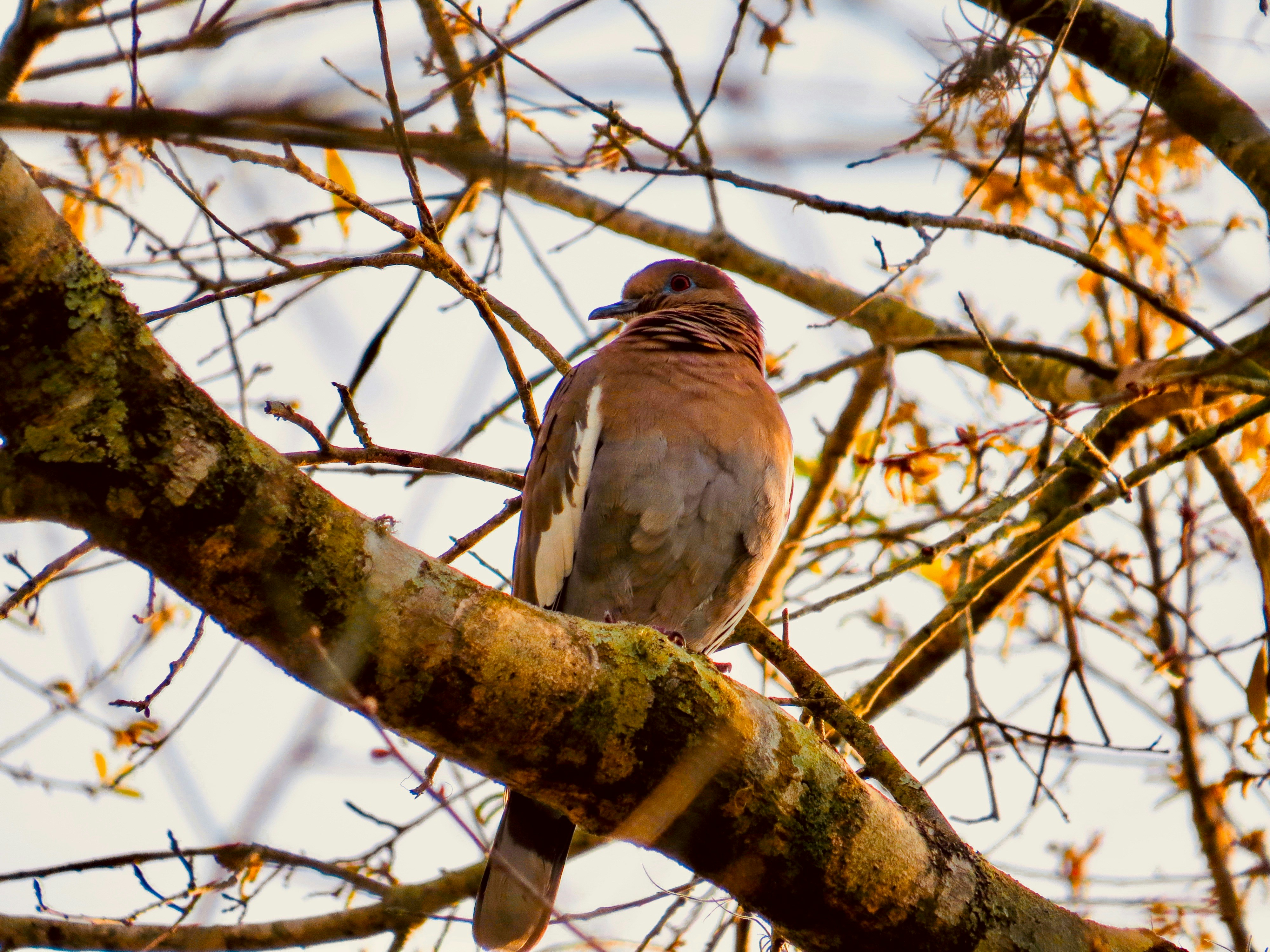 Gold Hour Pigeon on a Lichen-Kissed Branch