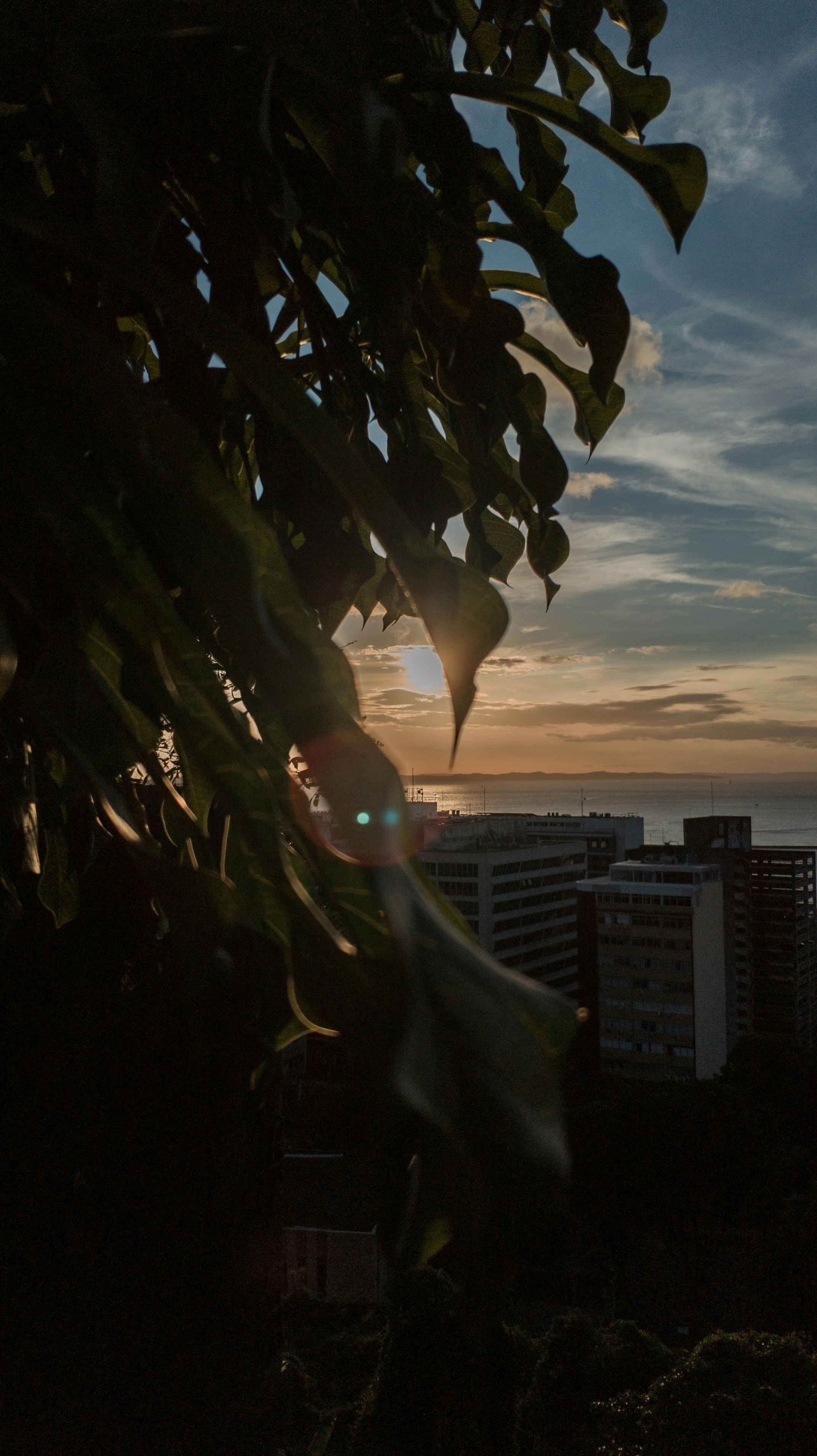 Sunlit Edge: Urban Sunset Peering Through Foliage
