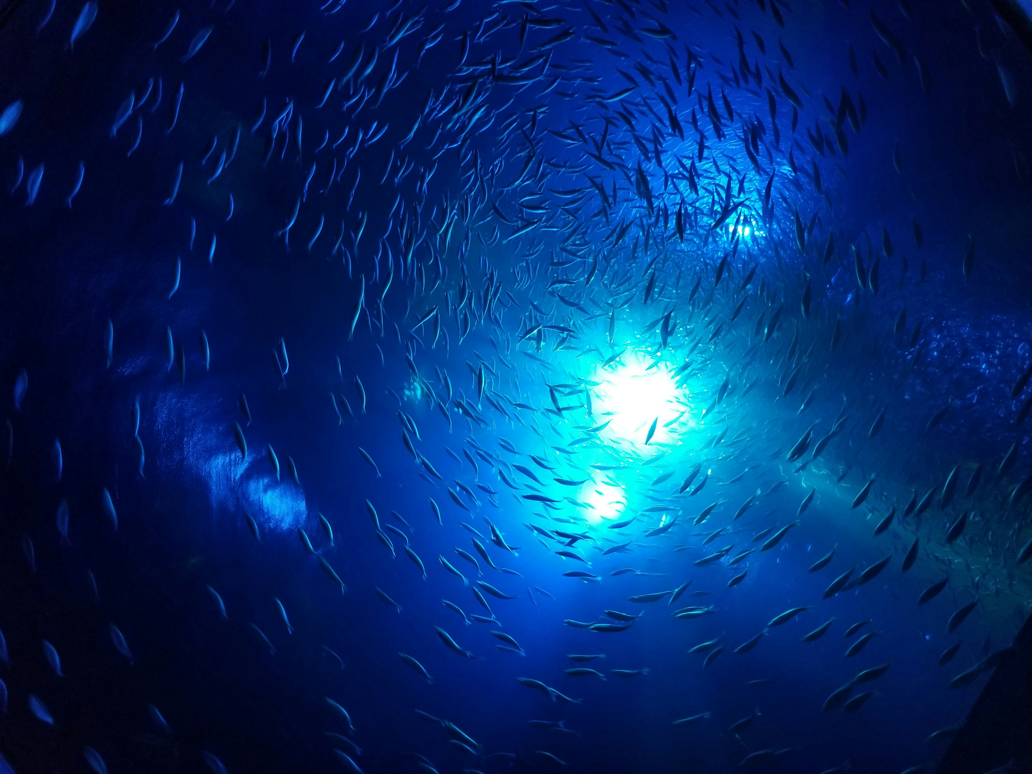 Halo Underwater: A Blue Swarm Circling an Oceanic Beacon
