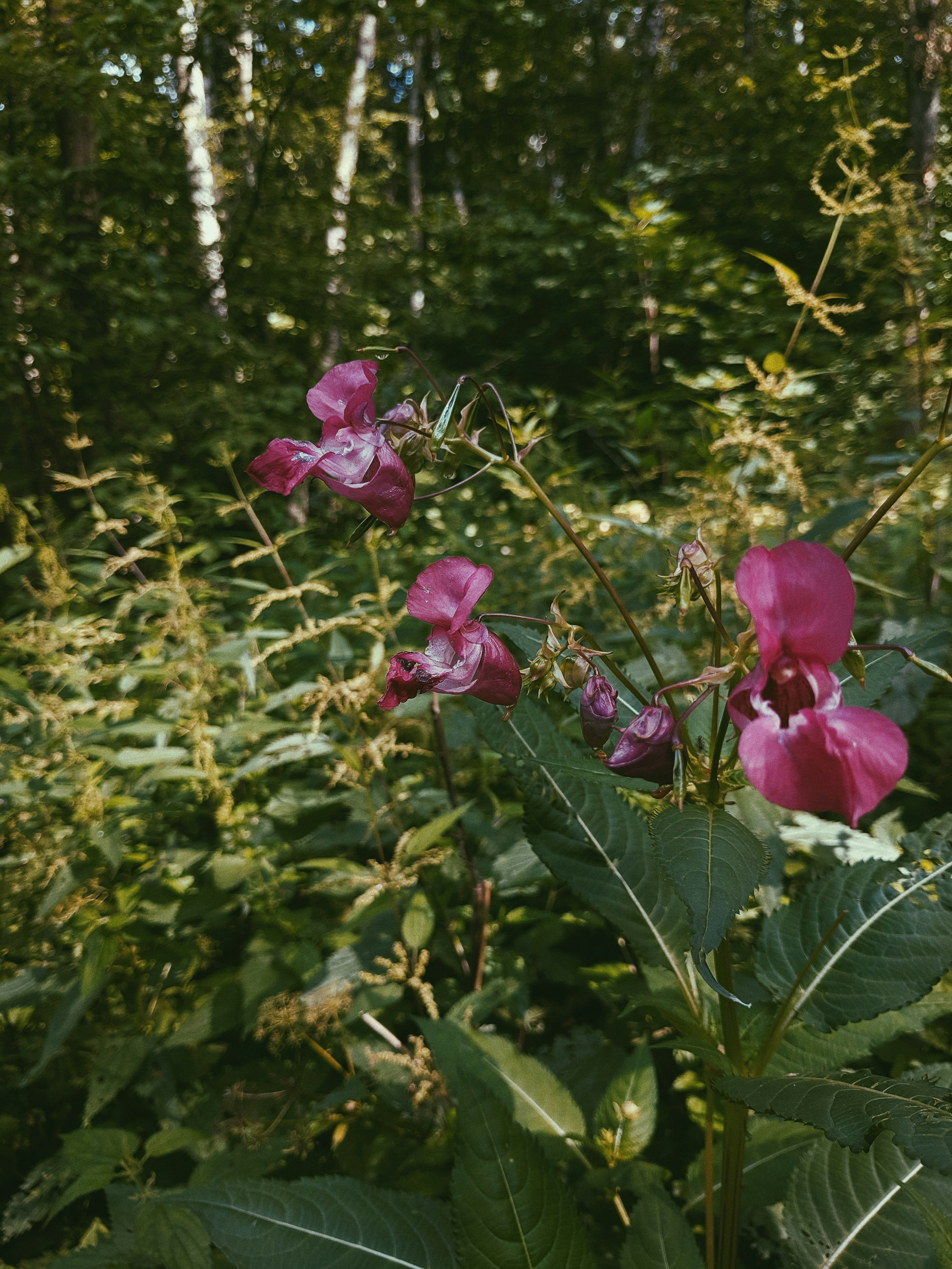 Pink Hooded Blooms in a Sunlit Woodland Thicket