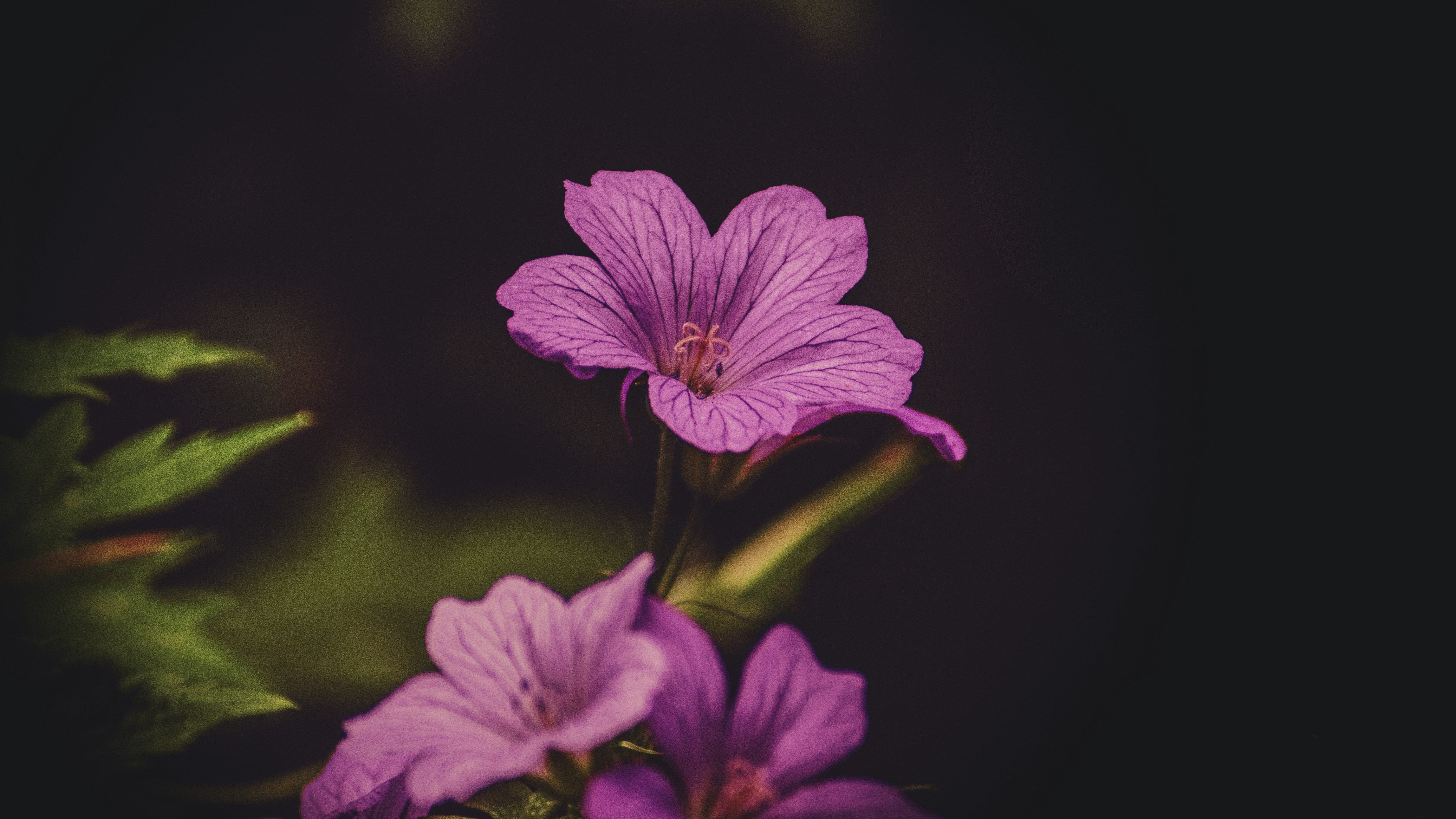 Delicate purple flowers bloom against a dark backdrop, showcasing their intricate petals and lush green leaves.