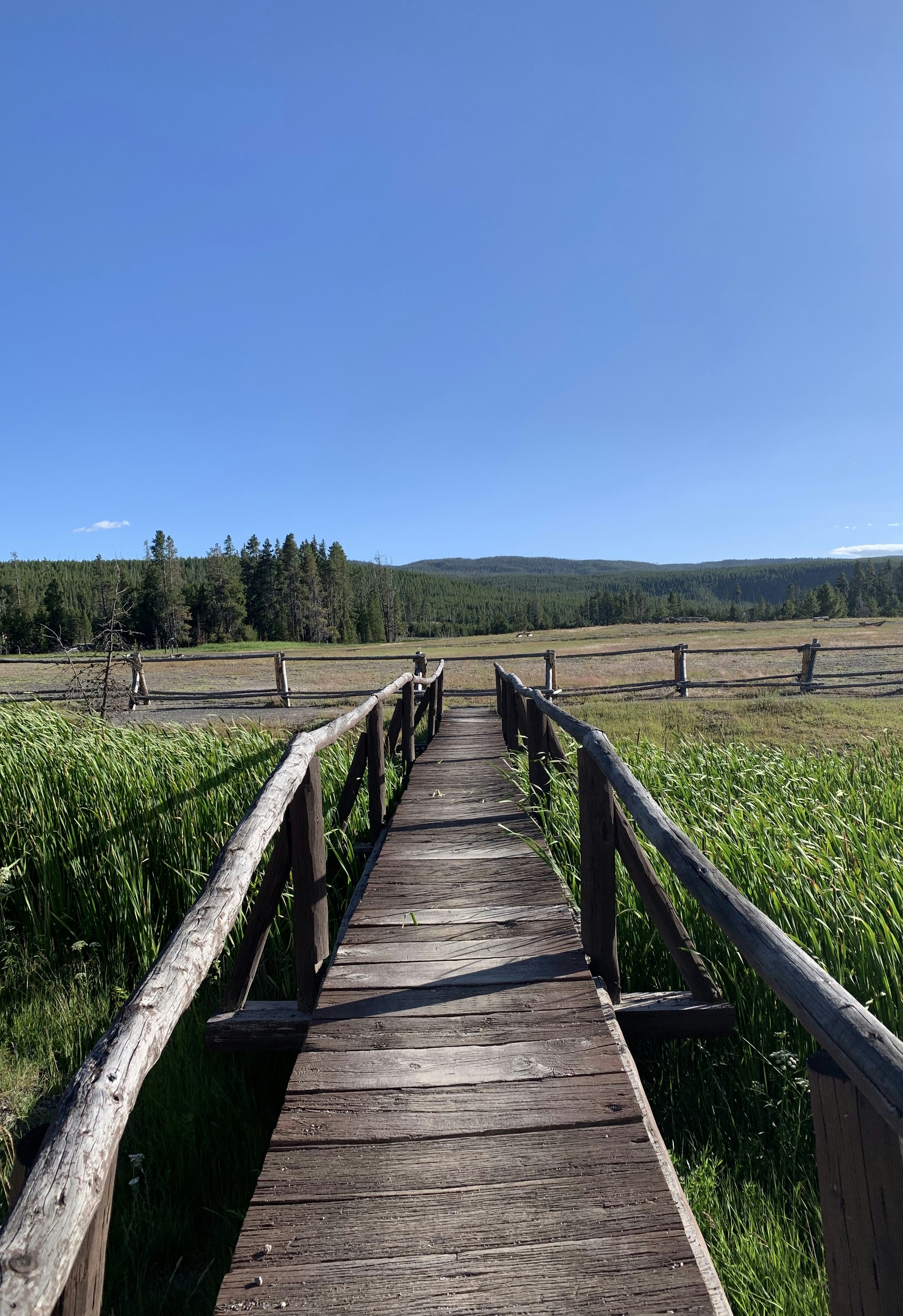 Wooden boardwalk leading through lush green grass towards a distant forest under a clear blue sky.