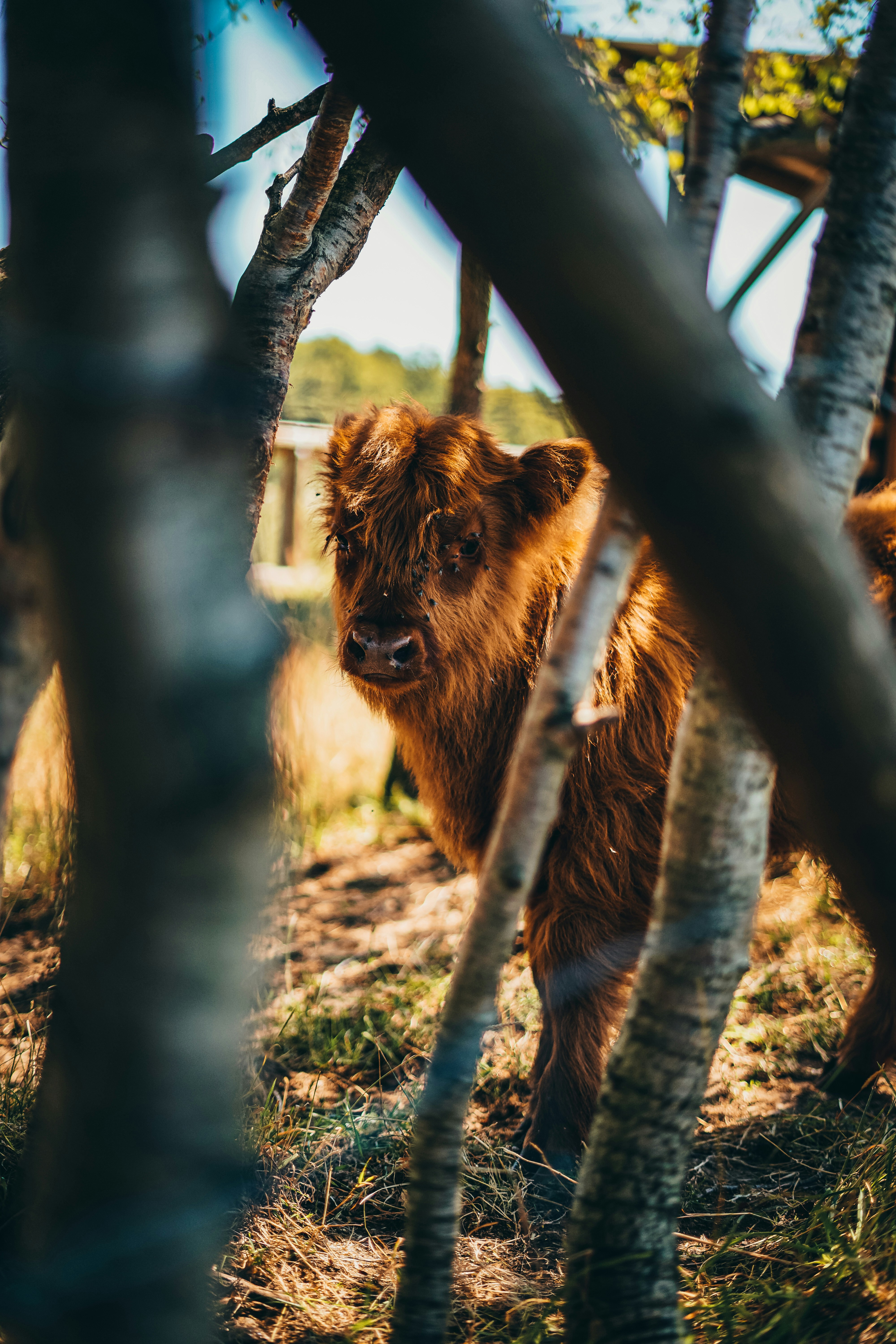Between Branches, a Highland Cow Holds Court in Sunlit Pasture