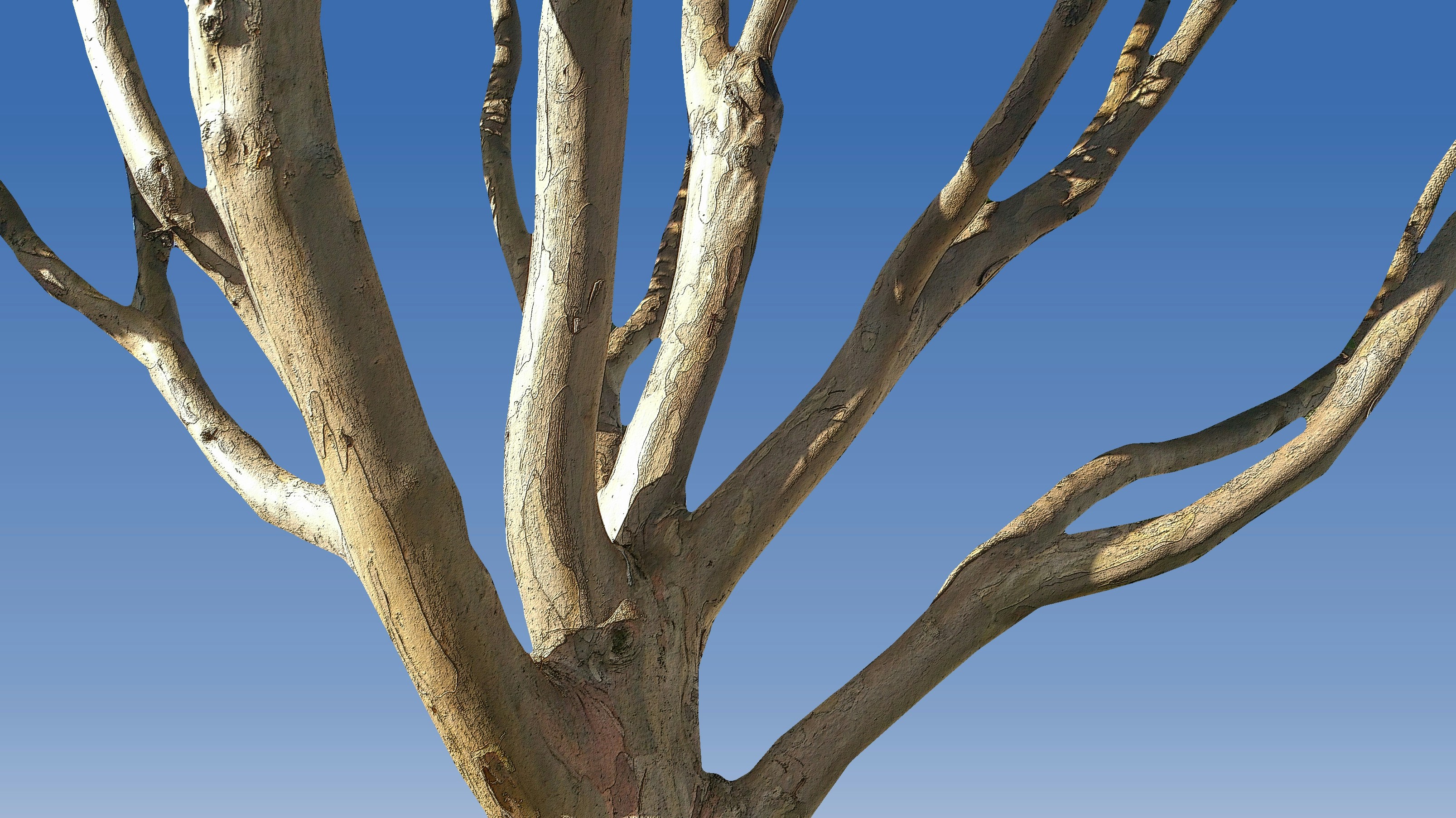 Leafless Tree Pictures | Download Free Images on Unsplash