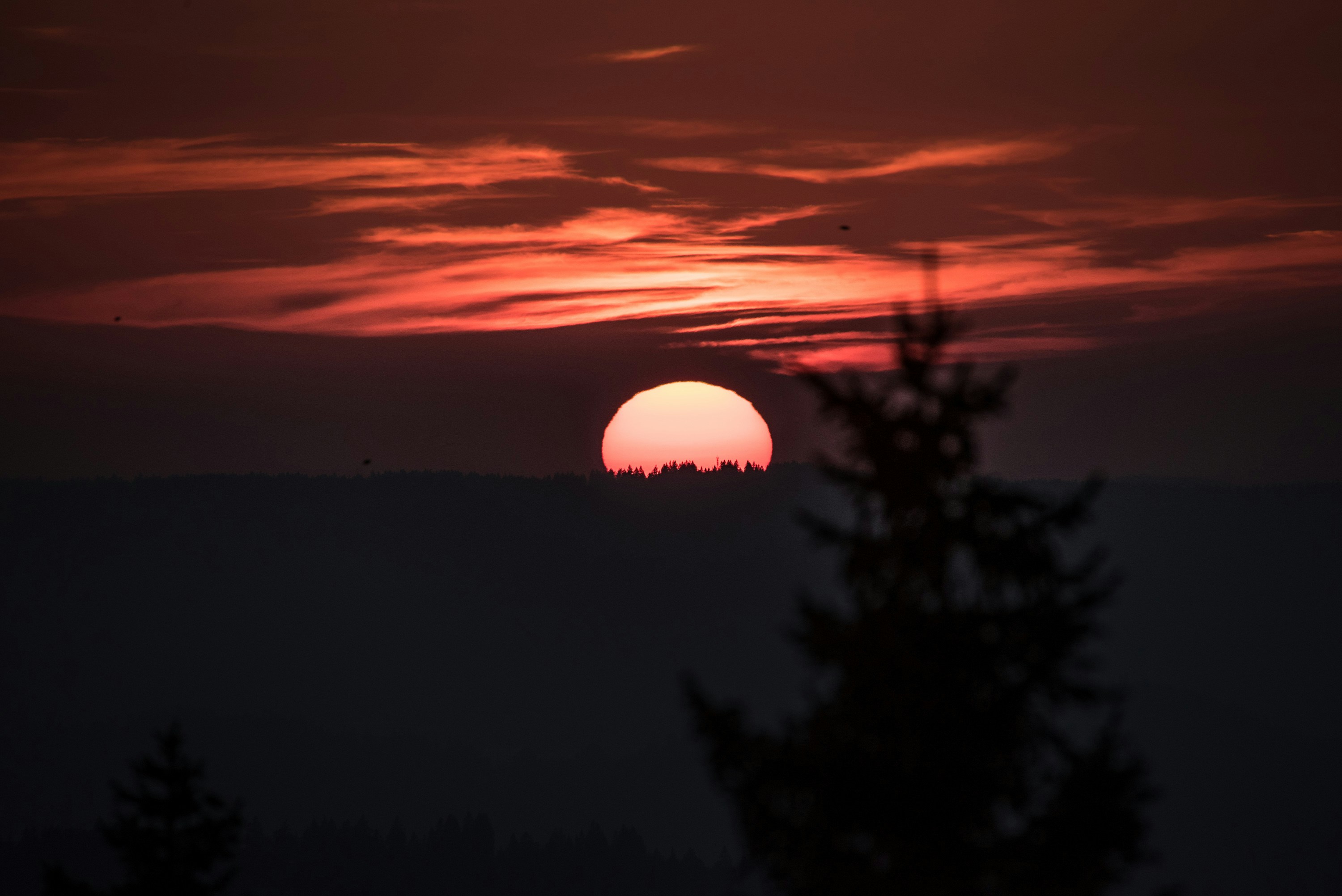 Ember on the Horizon: Dusk Quiet Behind Forest Silhouettes