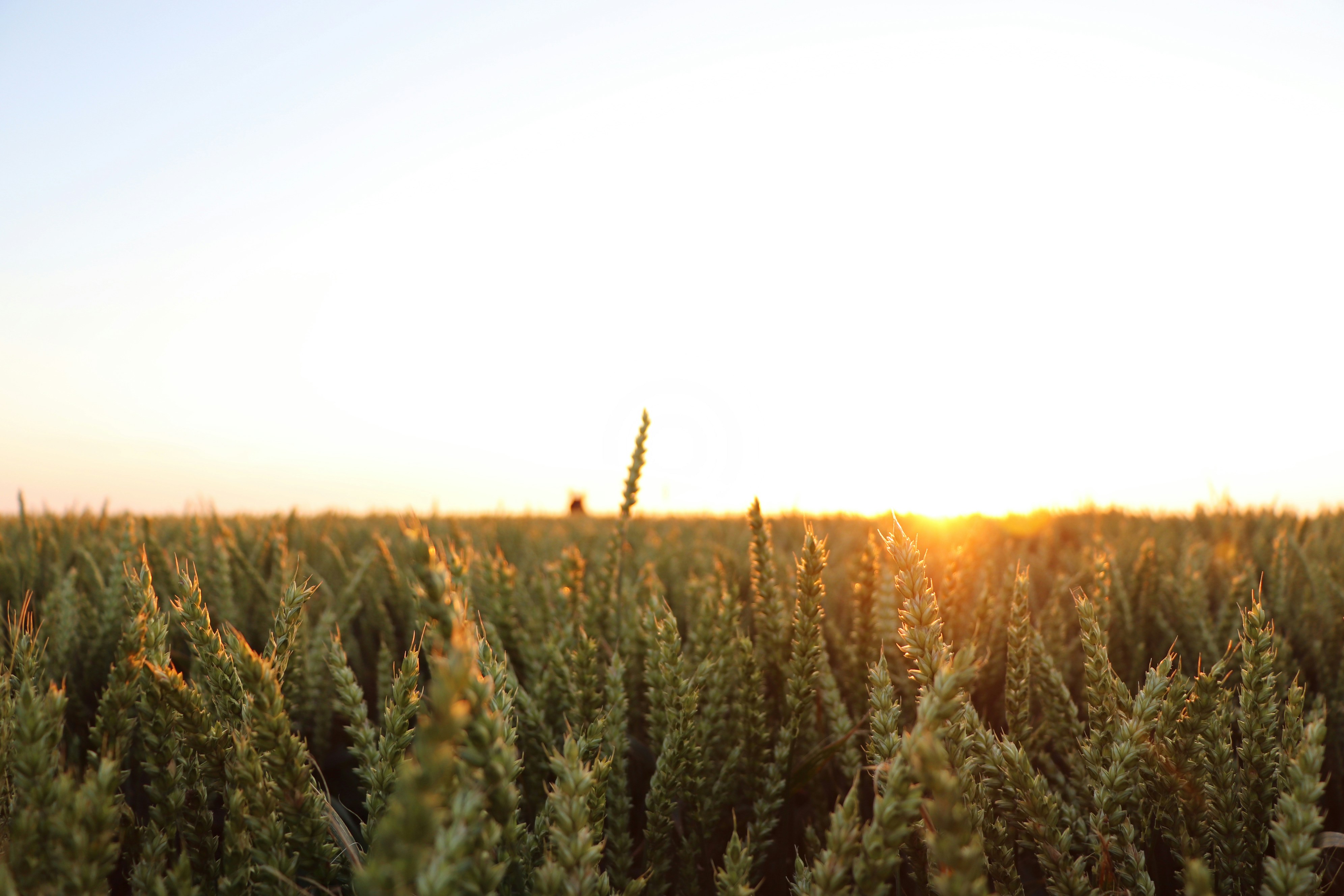 Sunset on the Wheat Field: Golden Stalks Against a Quiet Horizon