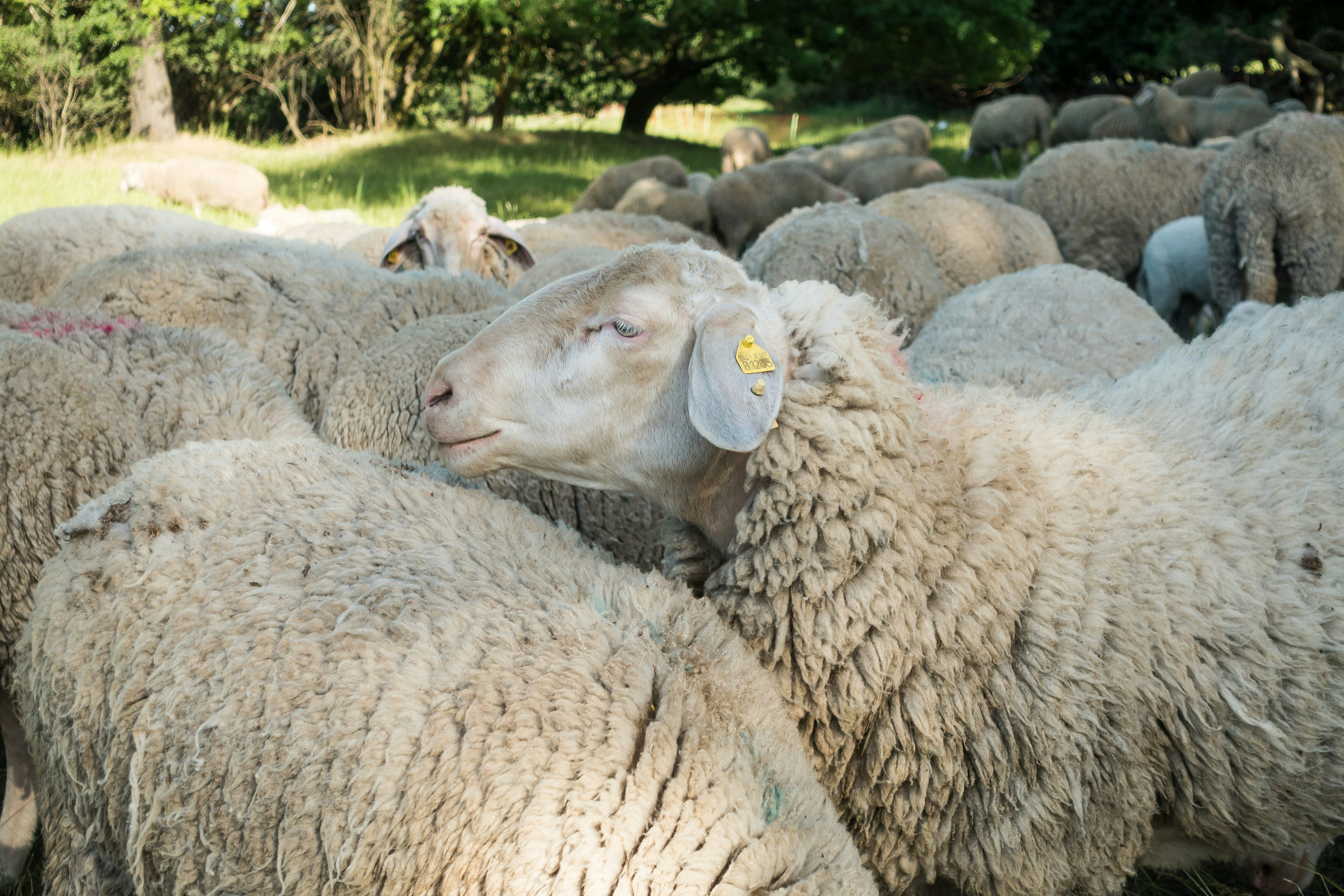 Centered in a Herd: A Woolly Portrait of Sheep at Rest