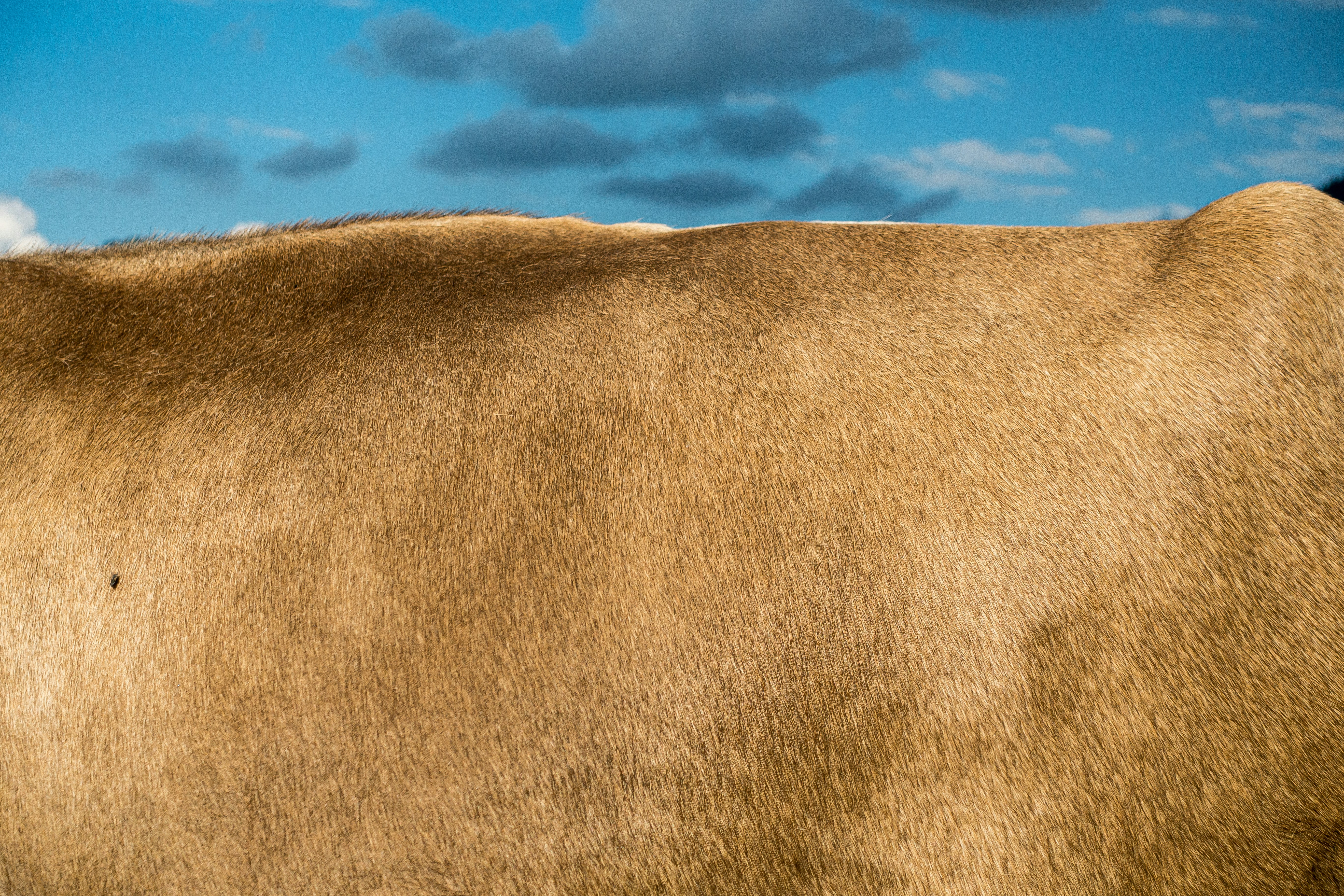 Cow Skin Pictures | Download Free Images on Unsplash